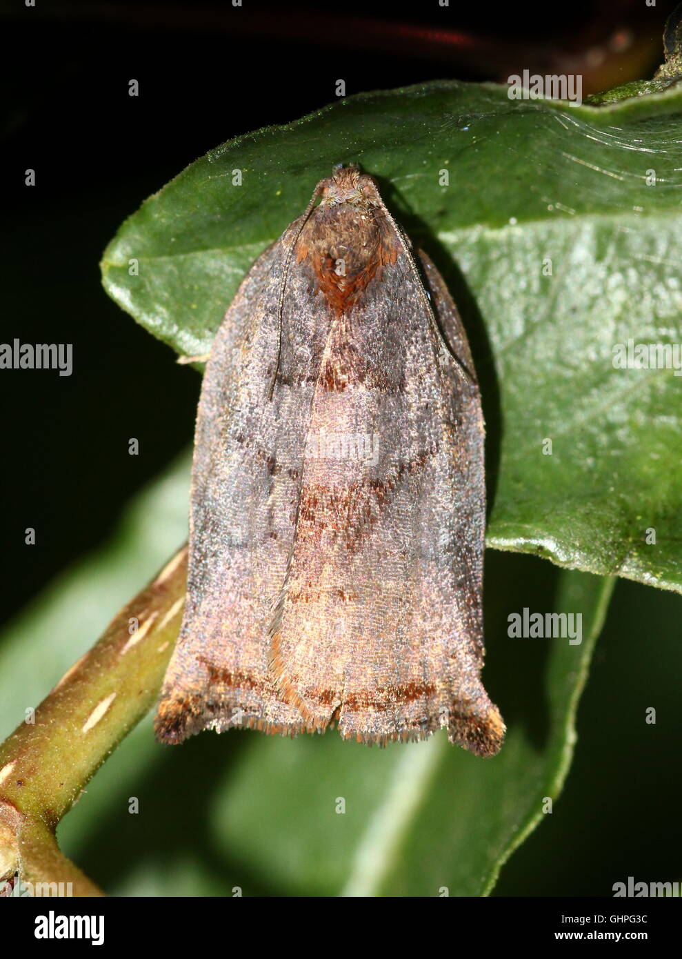 Meidoornbladroller hi-res stock photography and images - Alamy