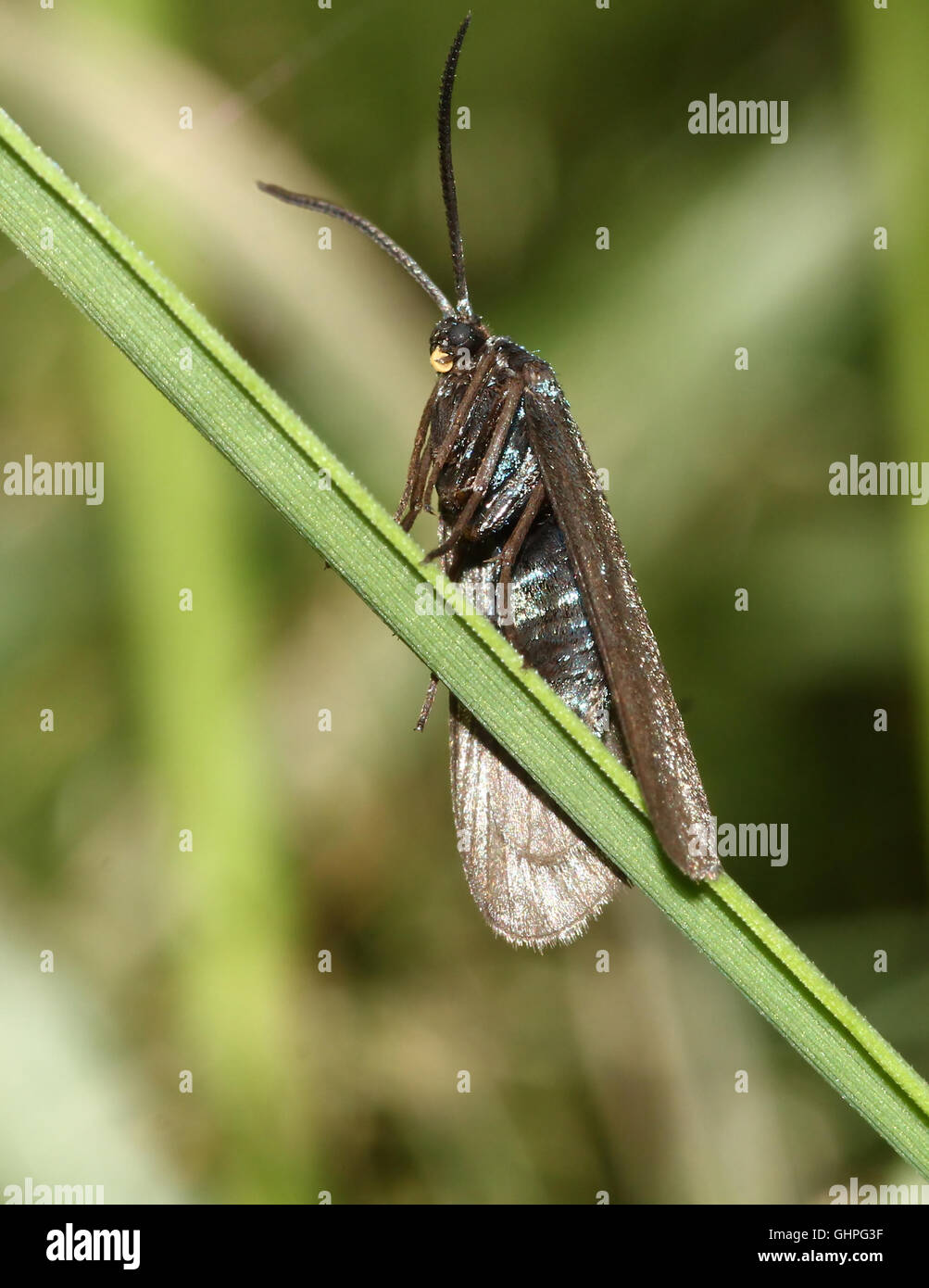 European Rhagades pruni moth - Zygaenidae - unofficial English name ...