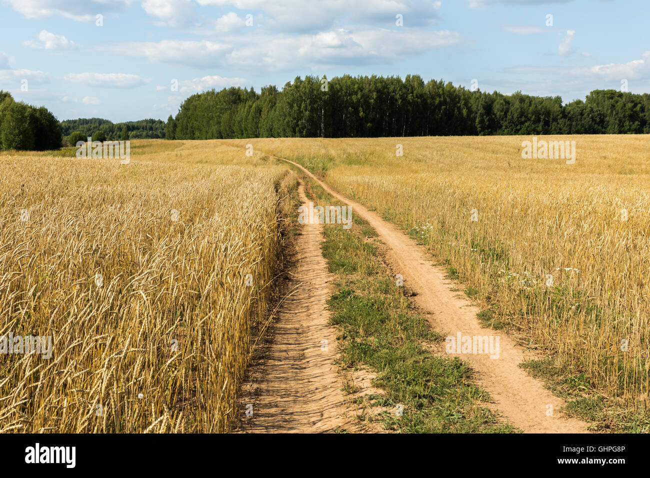 wheat field with a road Stock Photo - Alamy