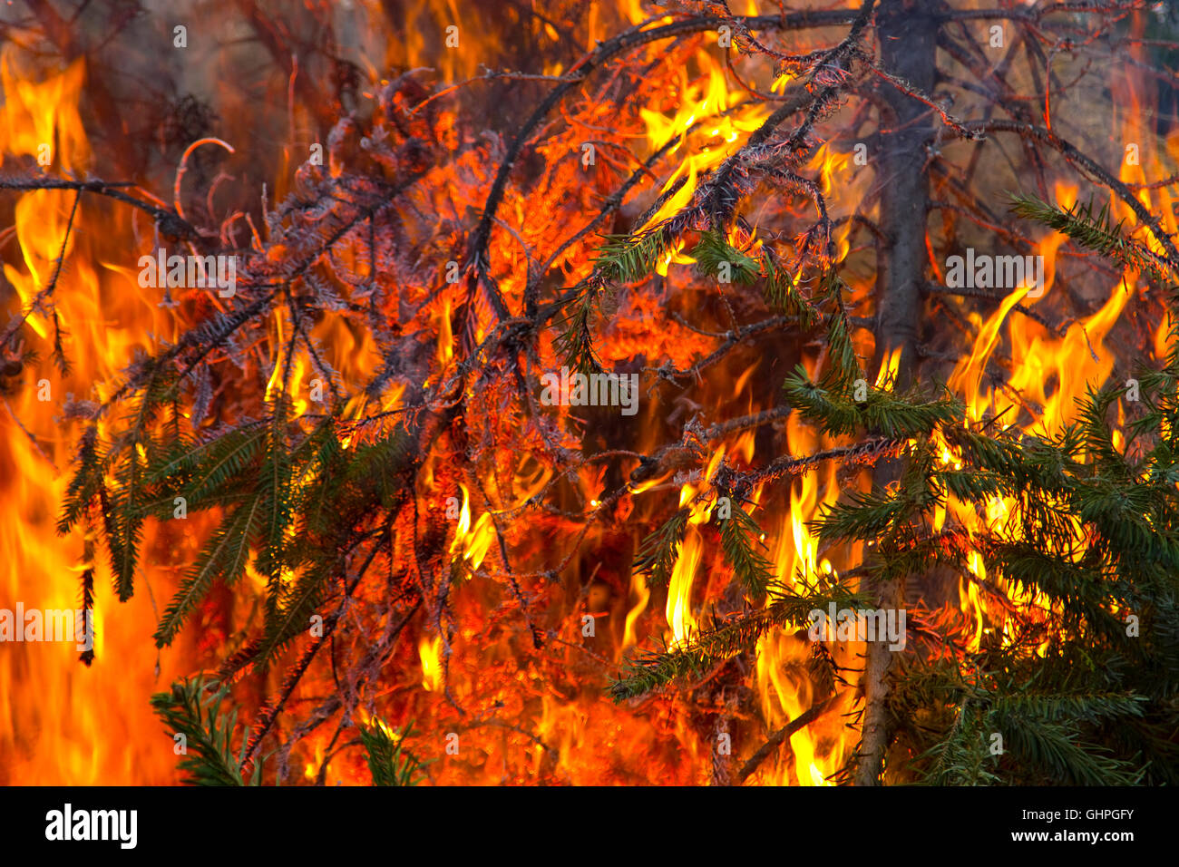 Outdoor burning fire and open flame on Fir Trees Stock Photo - Alamy