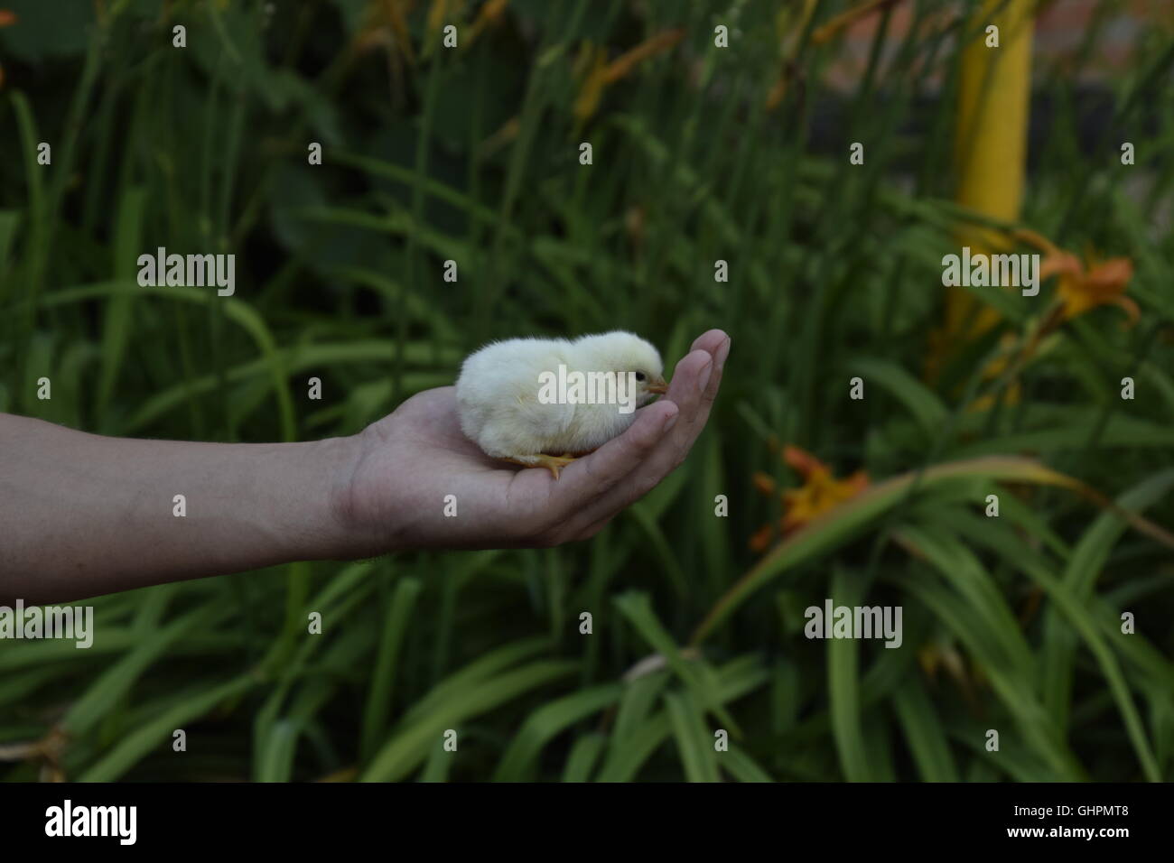 Chicken in hand. The small newborn chicks in the hands of man Stock ...