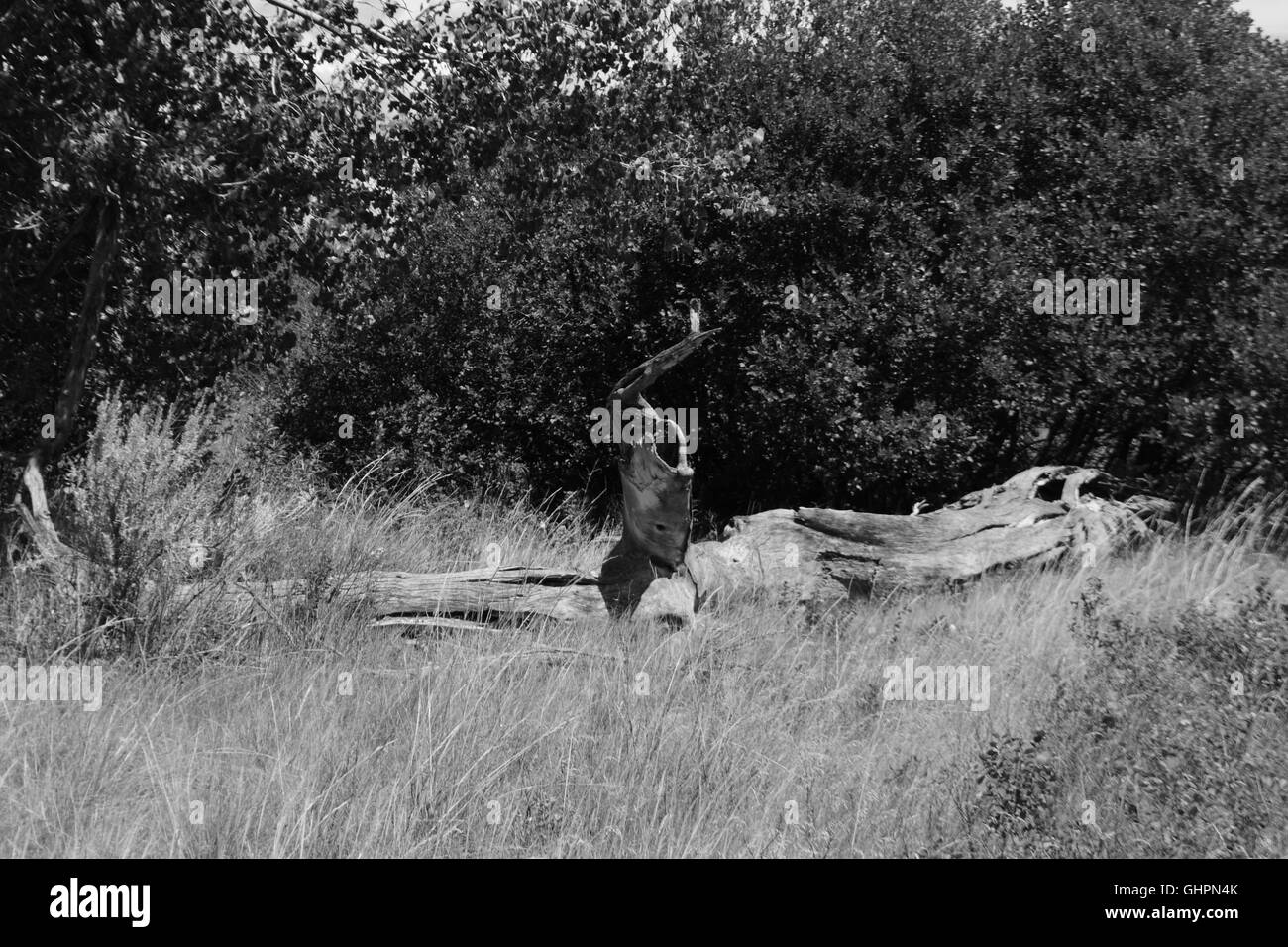 Background texture day dead Black and White Stock Photos & Images - Alamy