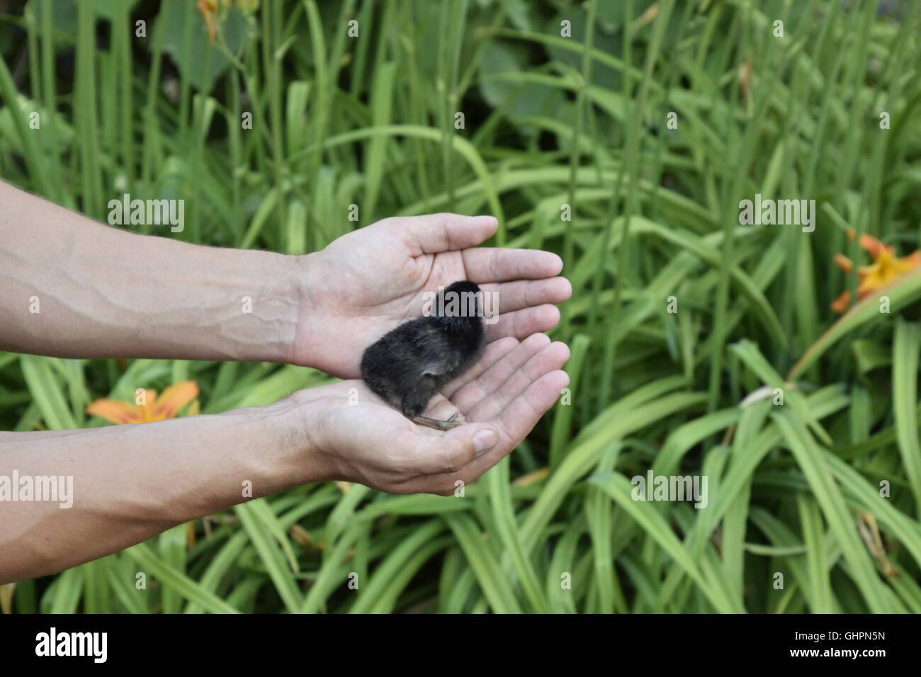 Chicken in hand. The small newborn chicks in the hands of man Stock ...