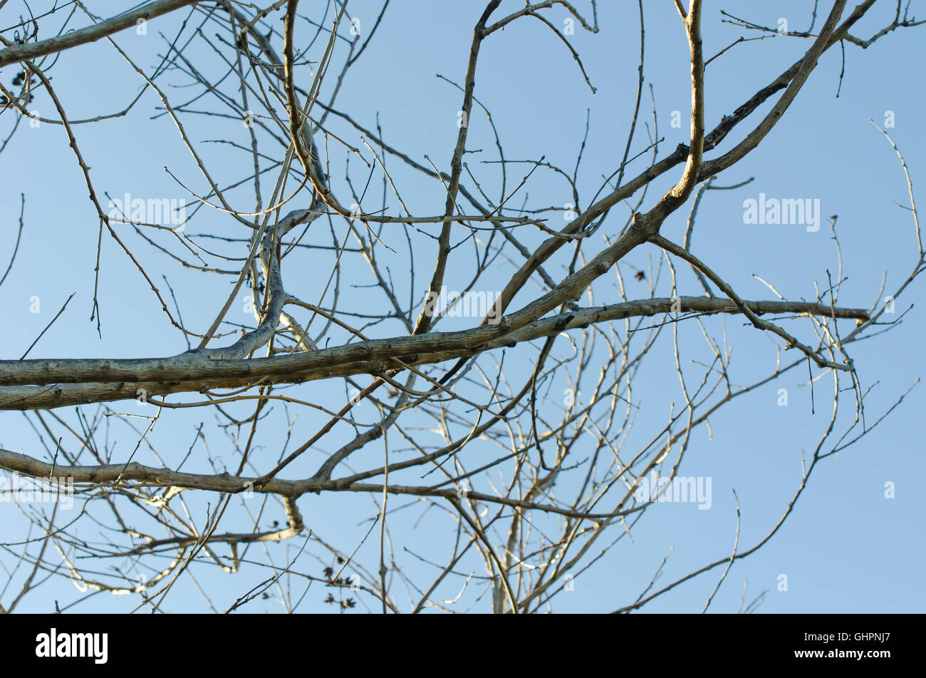 Beautiful tree branches hi-res stock photography and images - Alamy