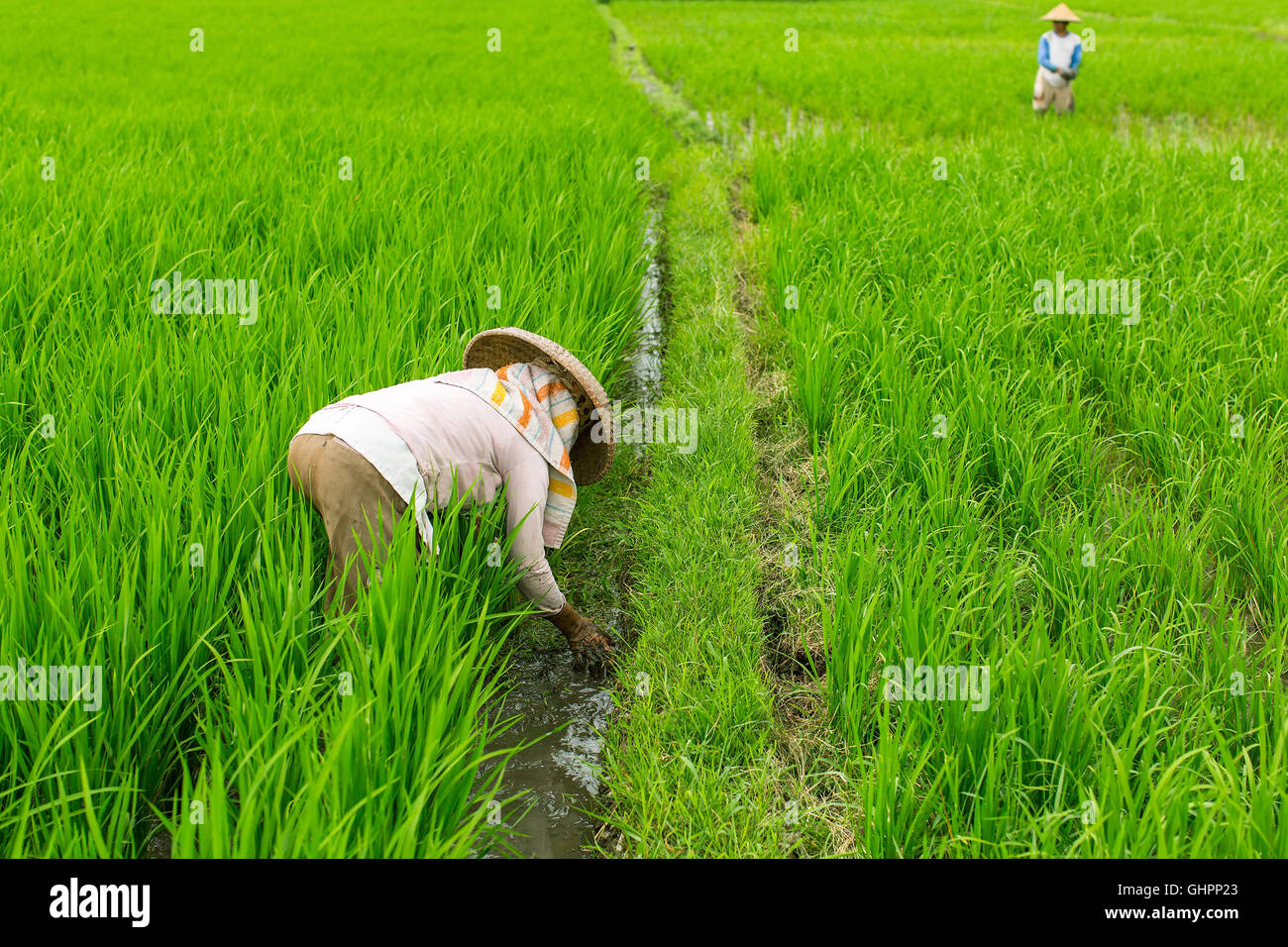 Farmers working in green rice field Stock Photo - Alamy