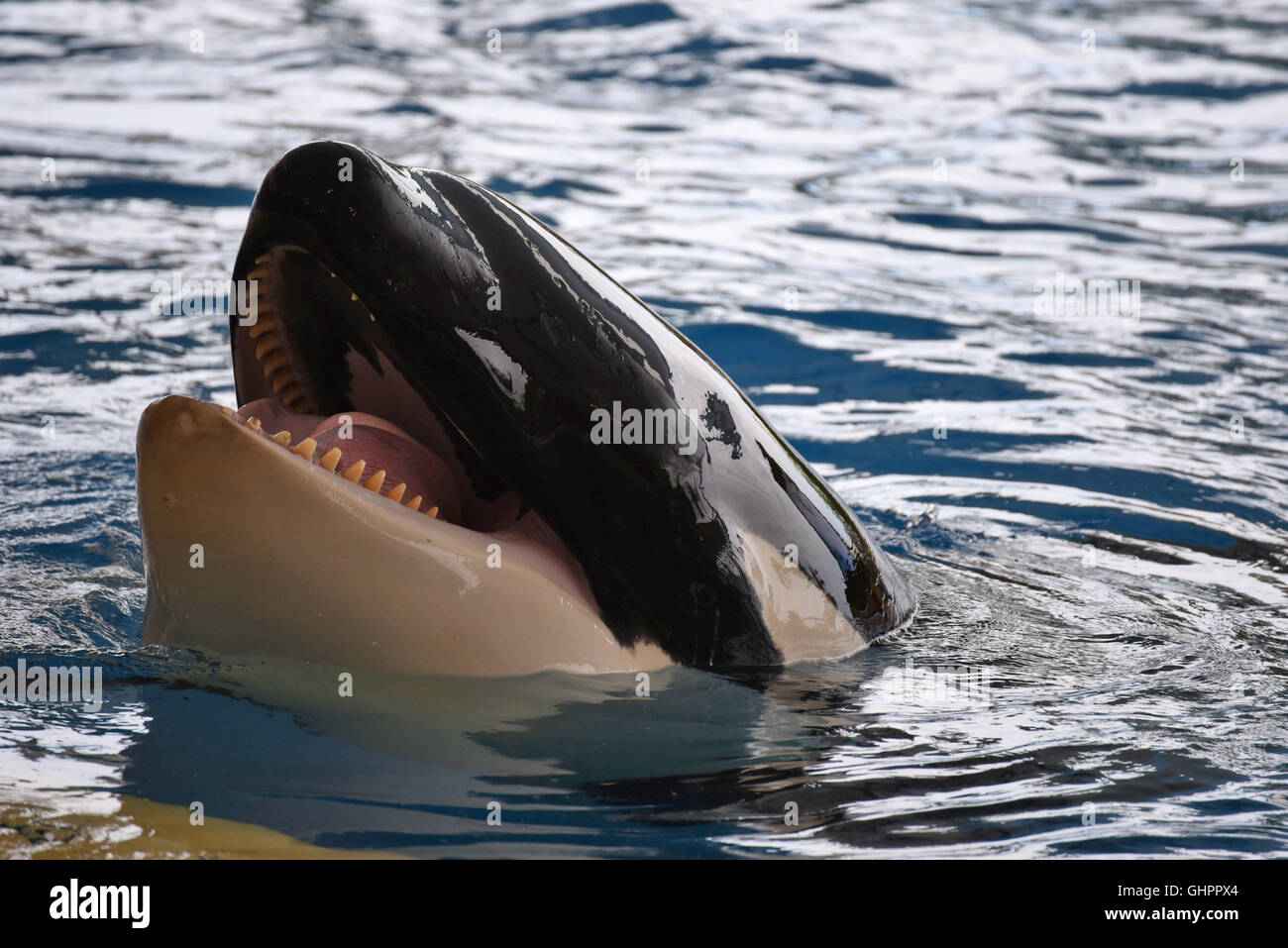 The orca is getting out water in the pool Stock Photo - Alamy