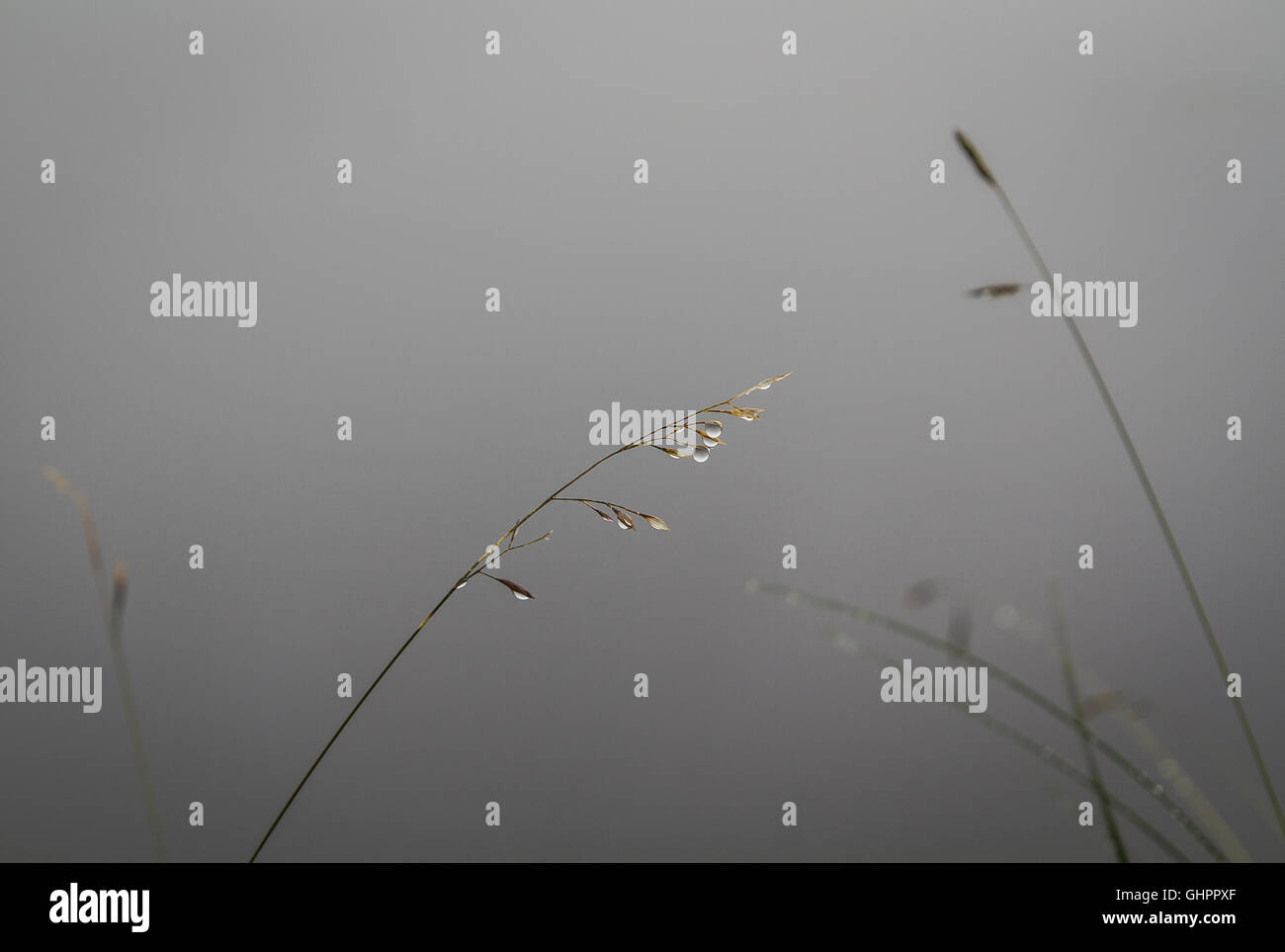 Grey straw hi-res stock photography and images - Alamy