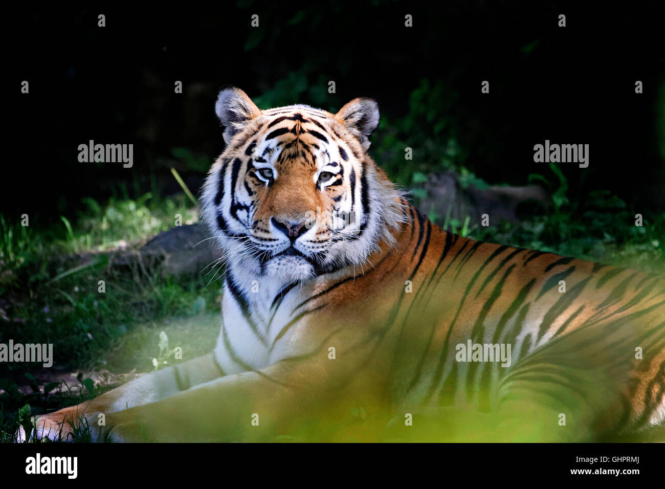 Indian tiger hi-res stock photography and images - Alamy