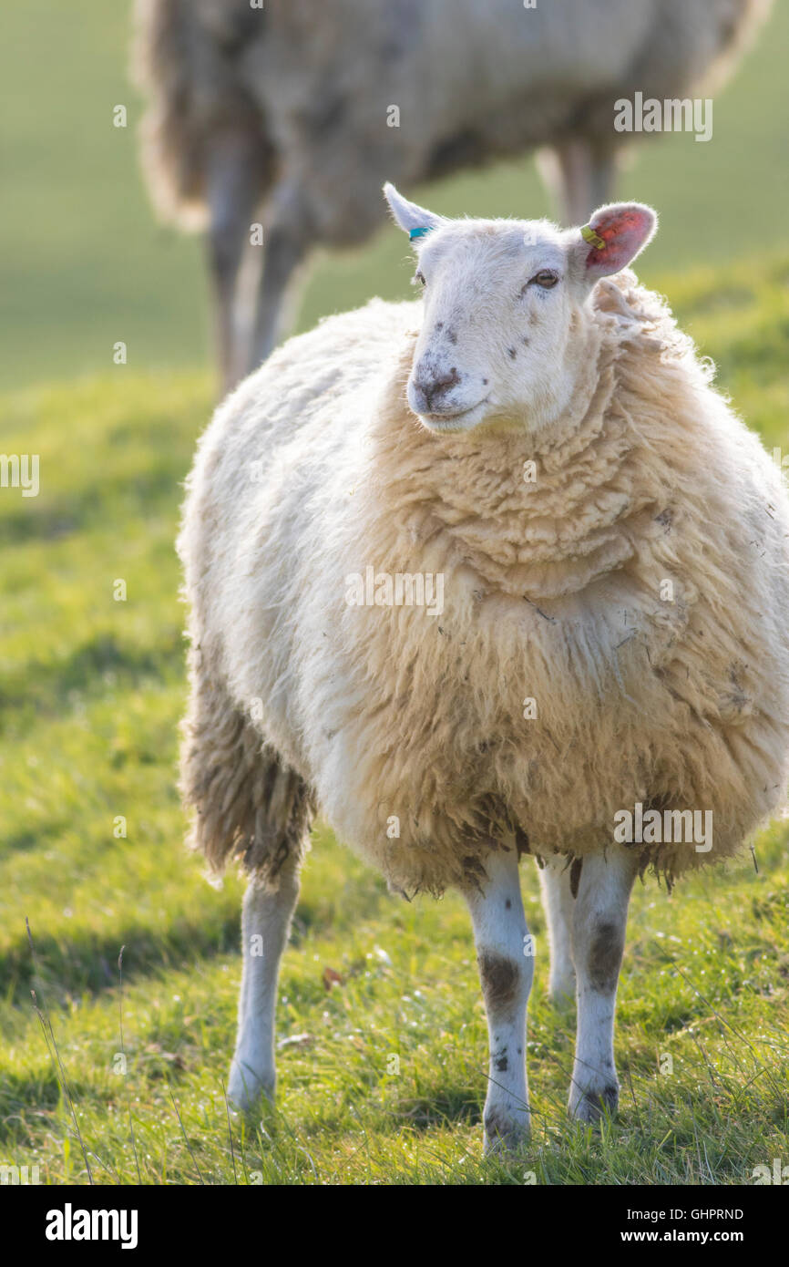 Single back lit sheep staring towards camera on a bright winter morning ...