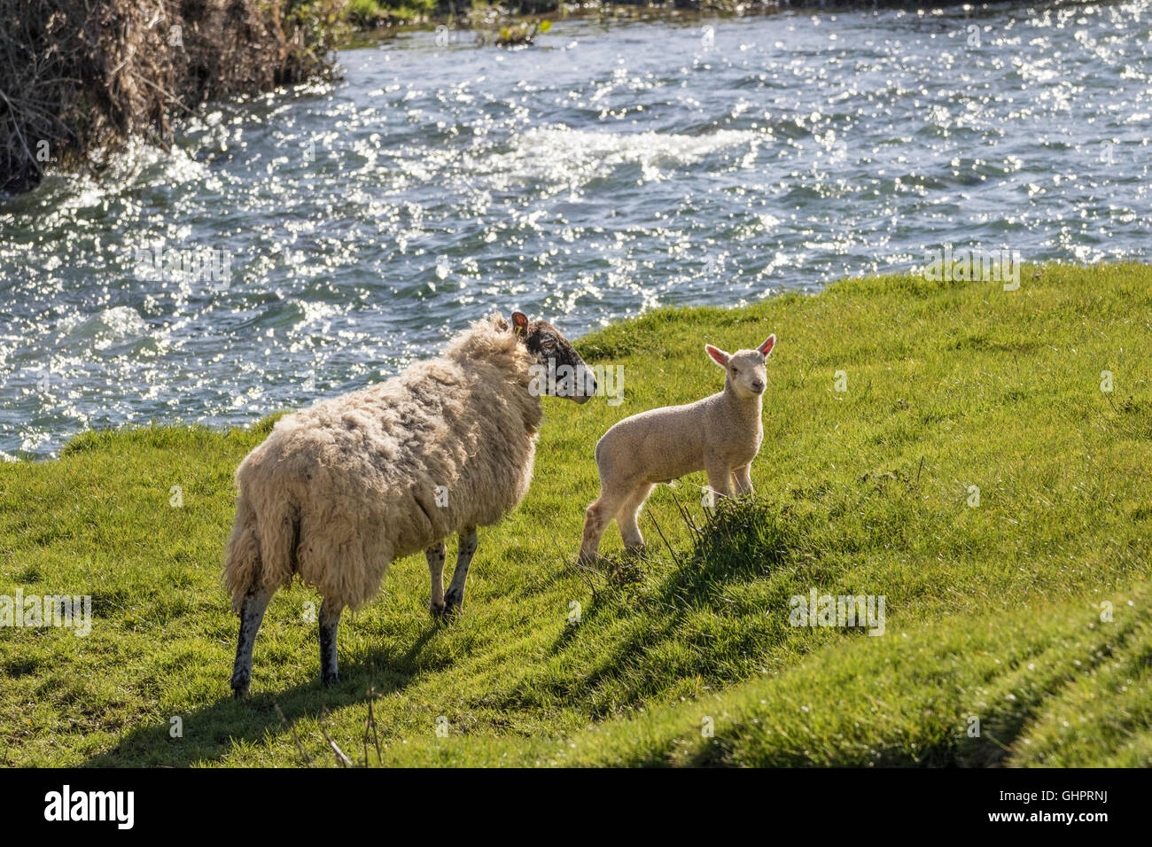 Ewe lamb sheep mother offspring lamb hi-res stock photography and ...