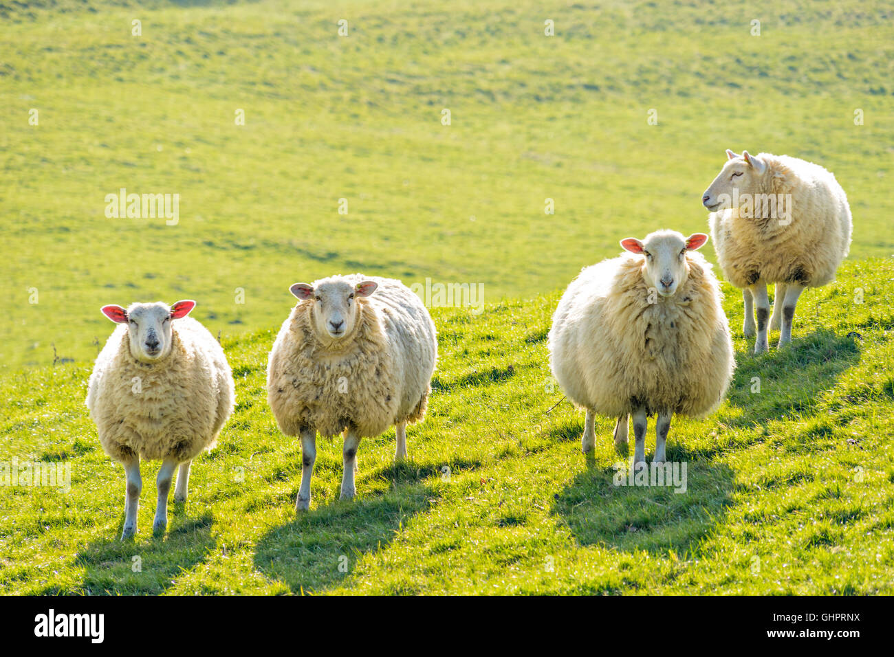 Sheep wool facing hi-res stock photography and images - Alamy