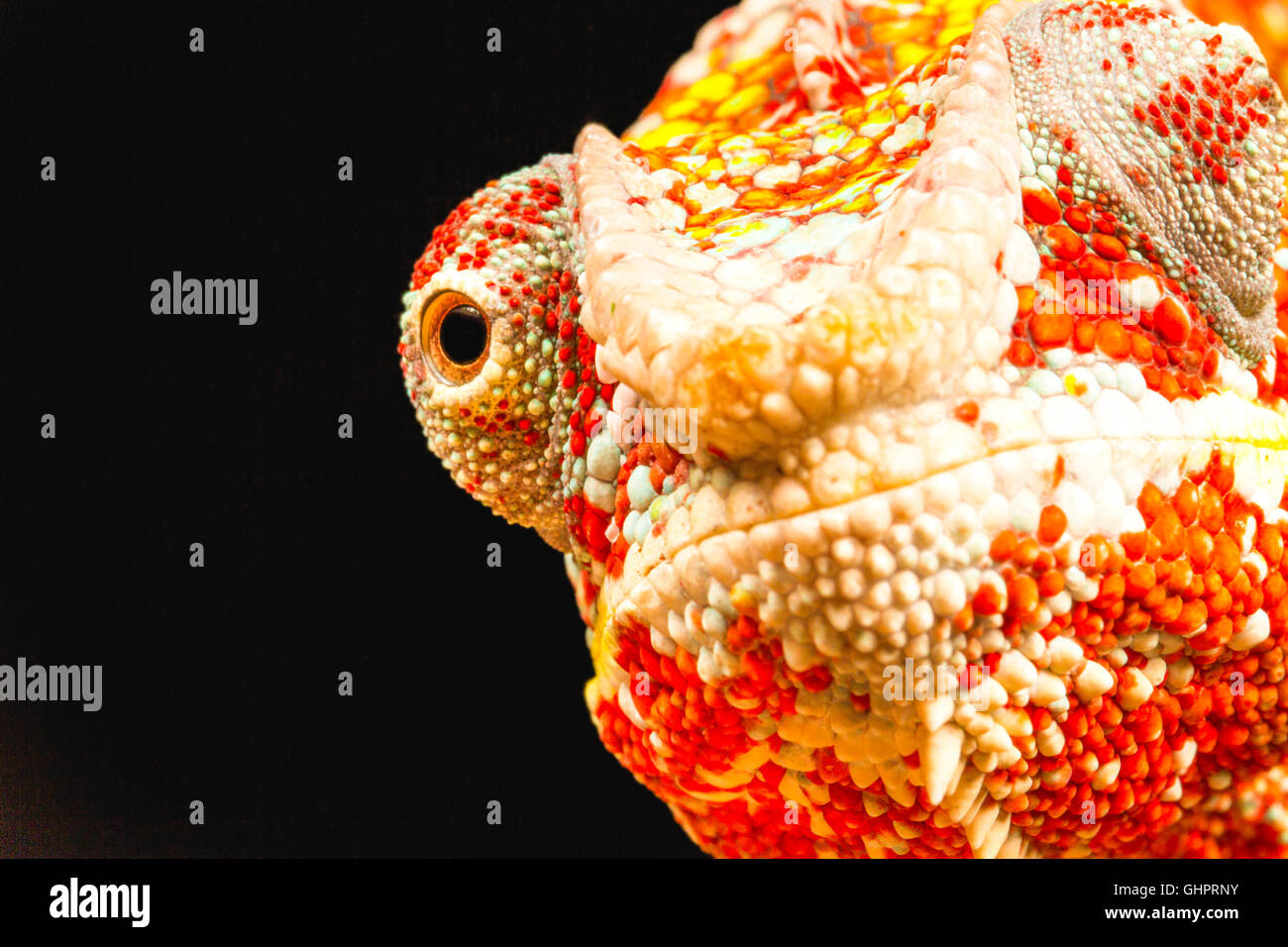 Close up of the eye of a Panther Chameleon (Furcifer pardalis) native ...