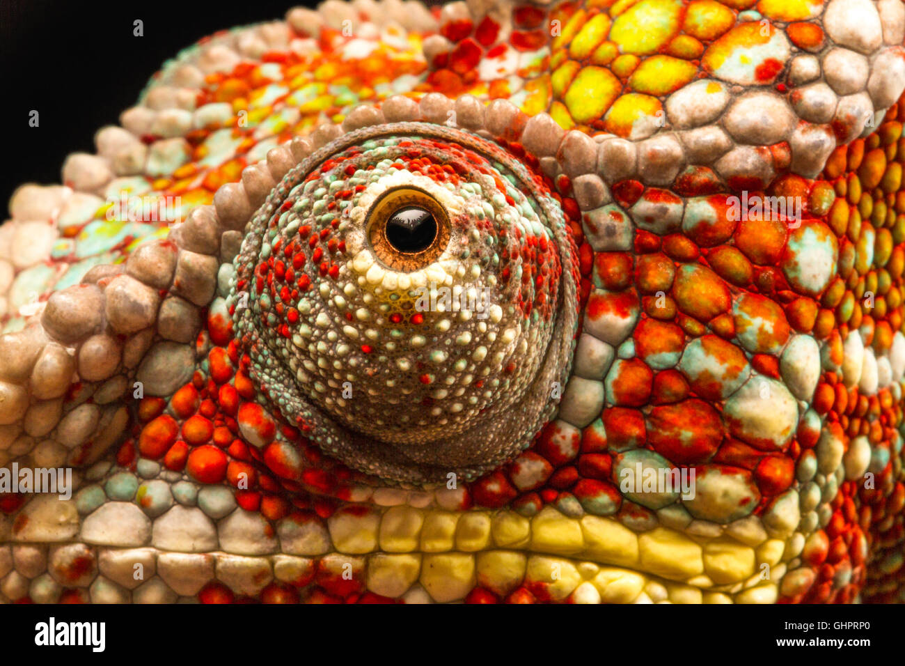 Close up of the eye of a Panther Chameleon (Furcifer pardalis) native ...