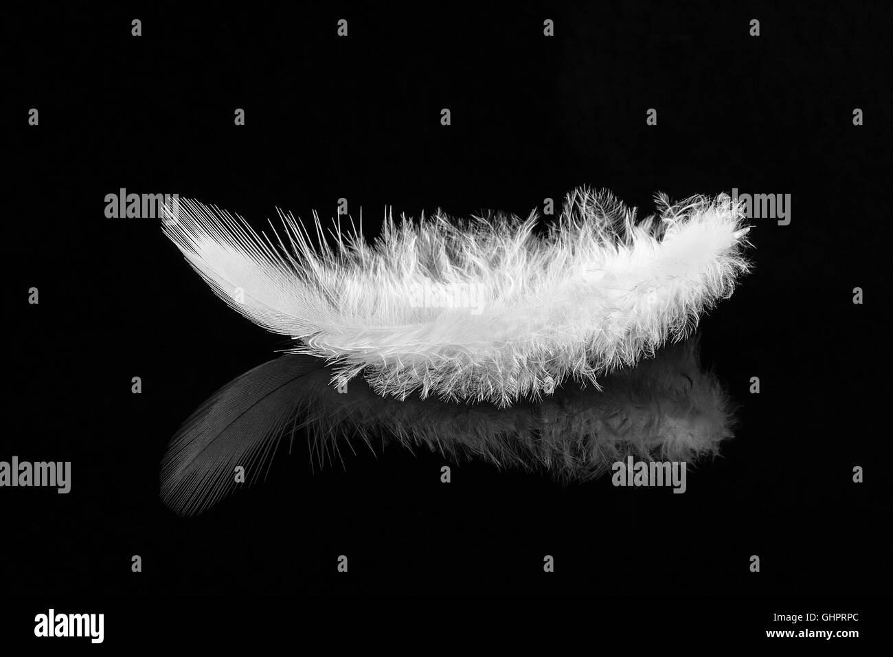 Beautiful single white feather viewed from the side on black reflective ...