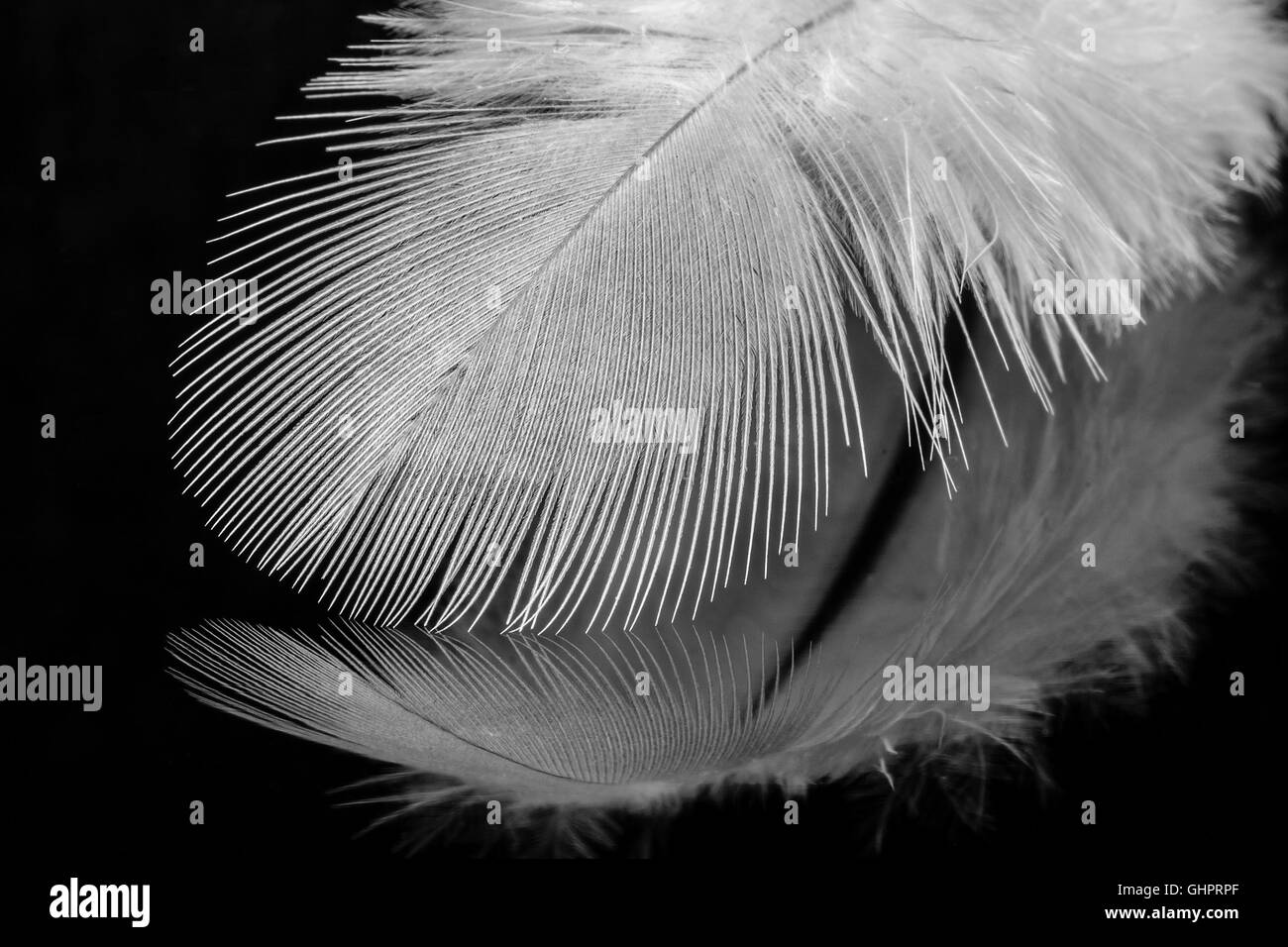 Single white feather hi-res stock photography and images - Alamy