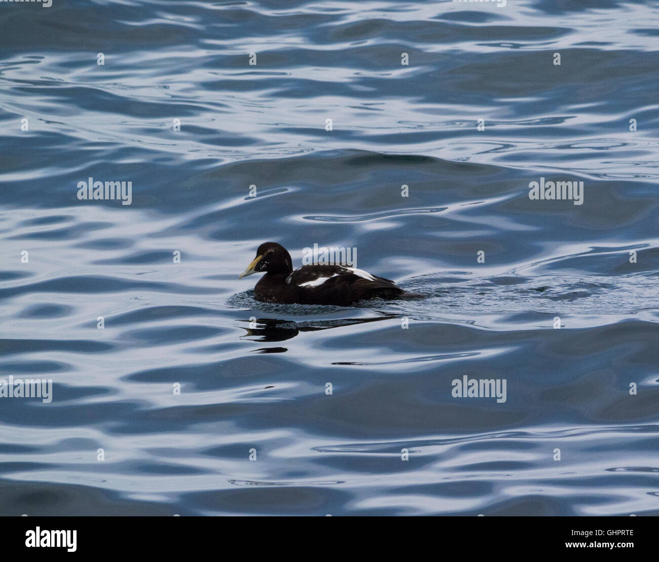 Juvenile Male Eclipse Eider duck Iceland Somateria mollissima Iceland ...