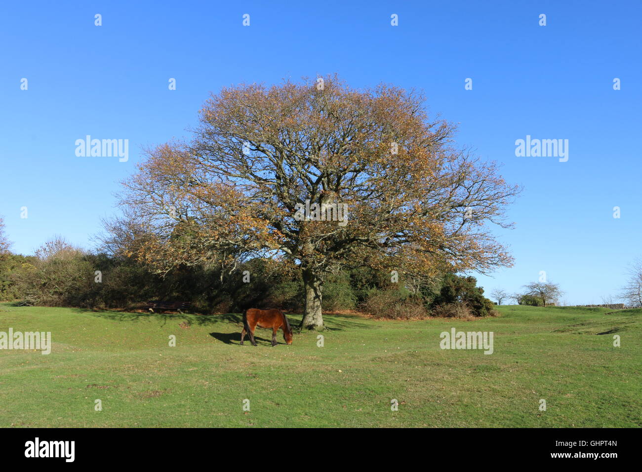 New Forest tree and pony near Lyndhurst, Hampshire Stock Photo - Alamy