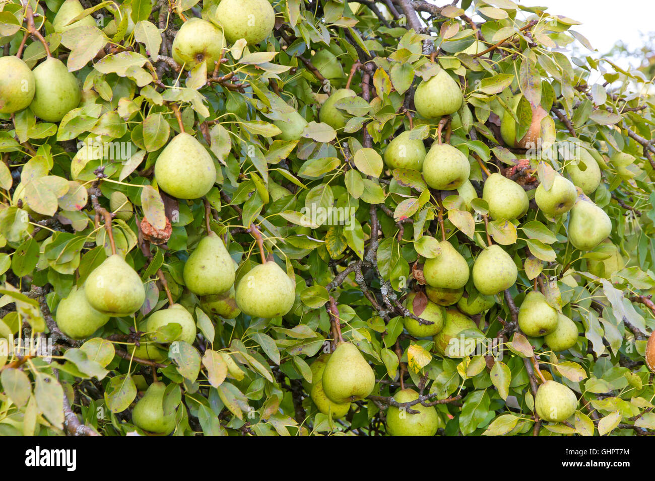 Hanging pears tree hi-res stock photography and images - Alamy