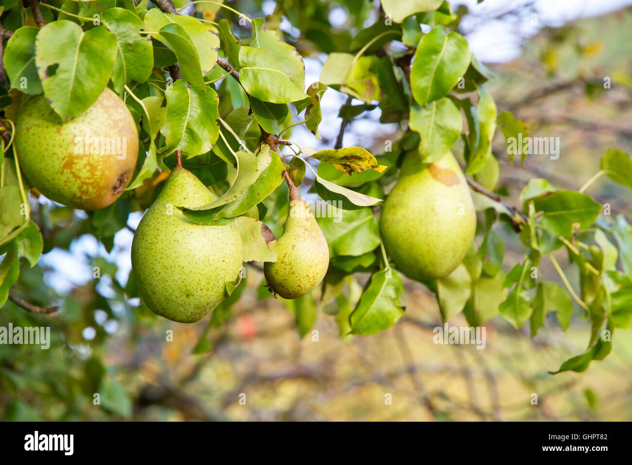 Hanging pears tree hi-res stock photography and images - Alamy