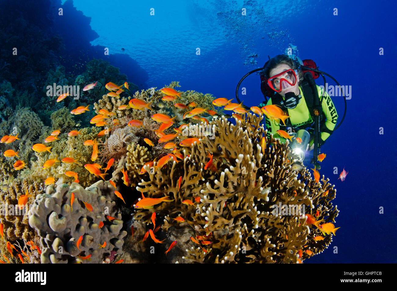 Coralreef with School of Red Coral perch or ea Goldie and scuba diver ...