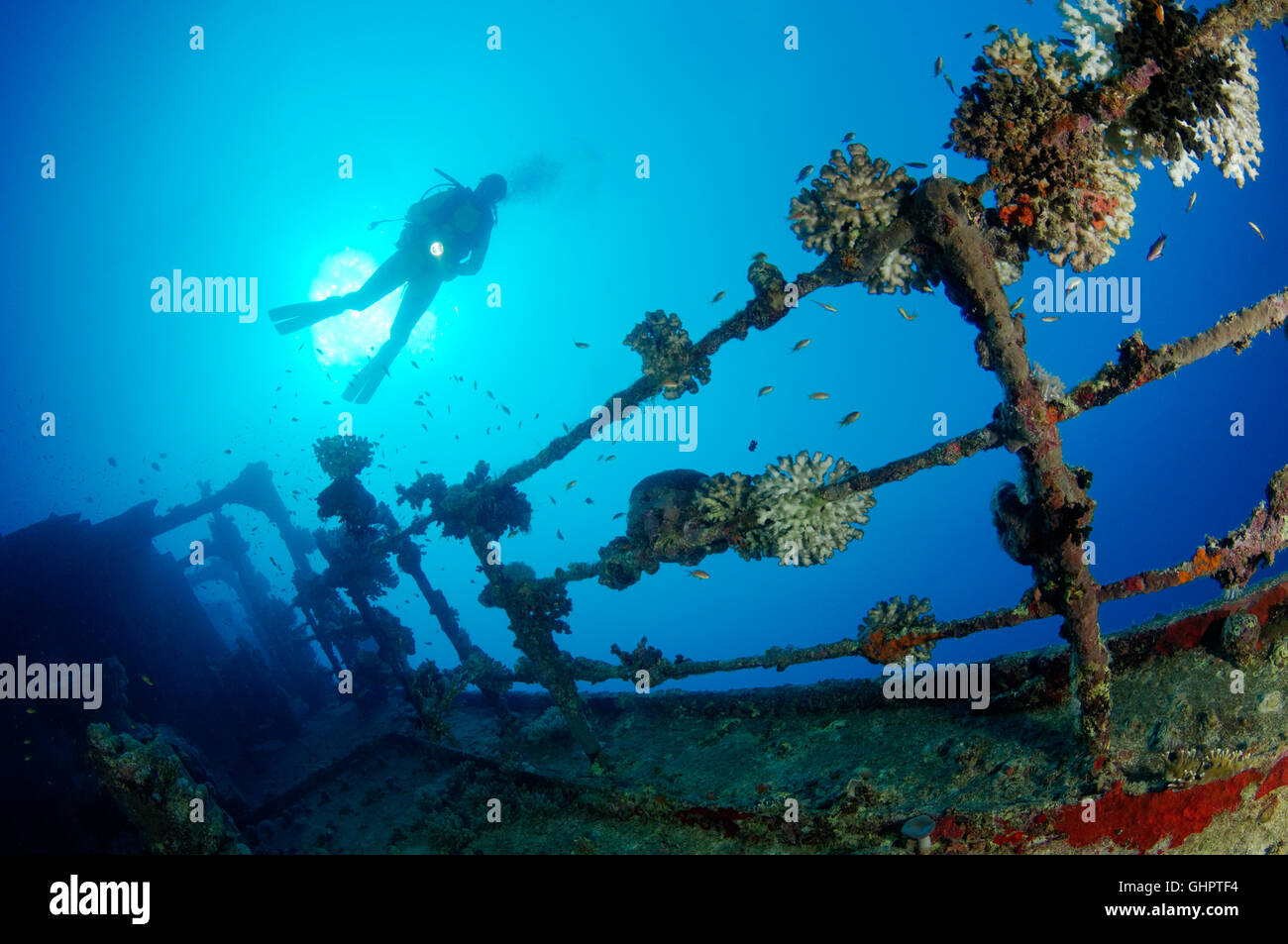 Shipwreck SS Turbo, scuba diver and ship wreck, Turbo Wreck, Ras Banas ...