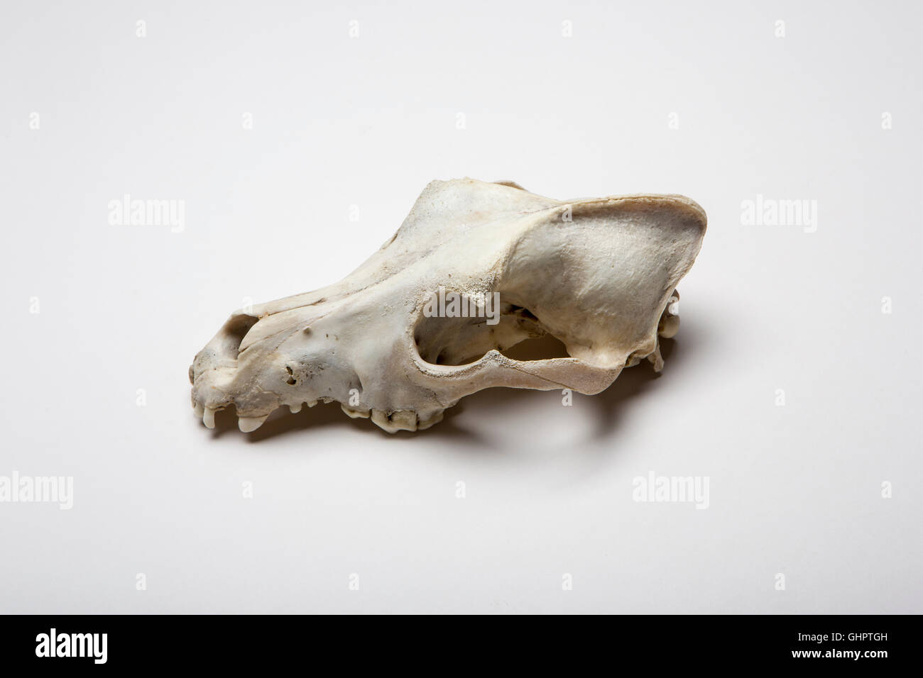 An Animal Skull Stock Photo - Alamy