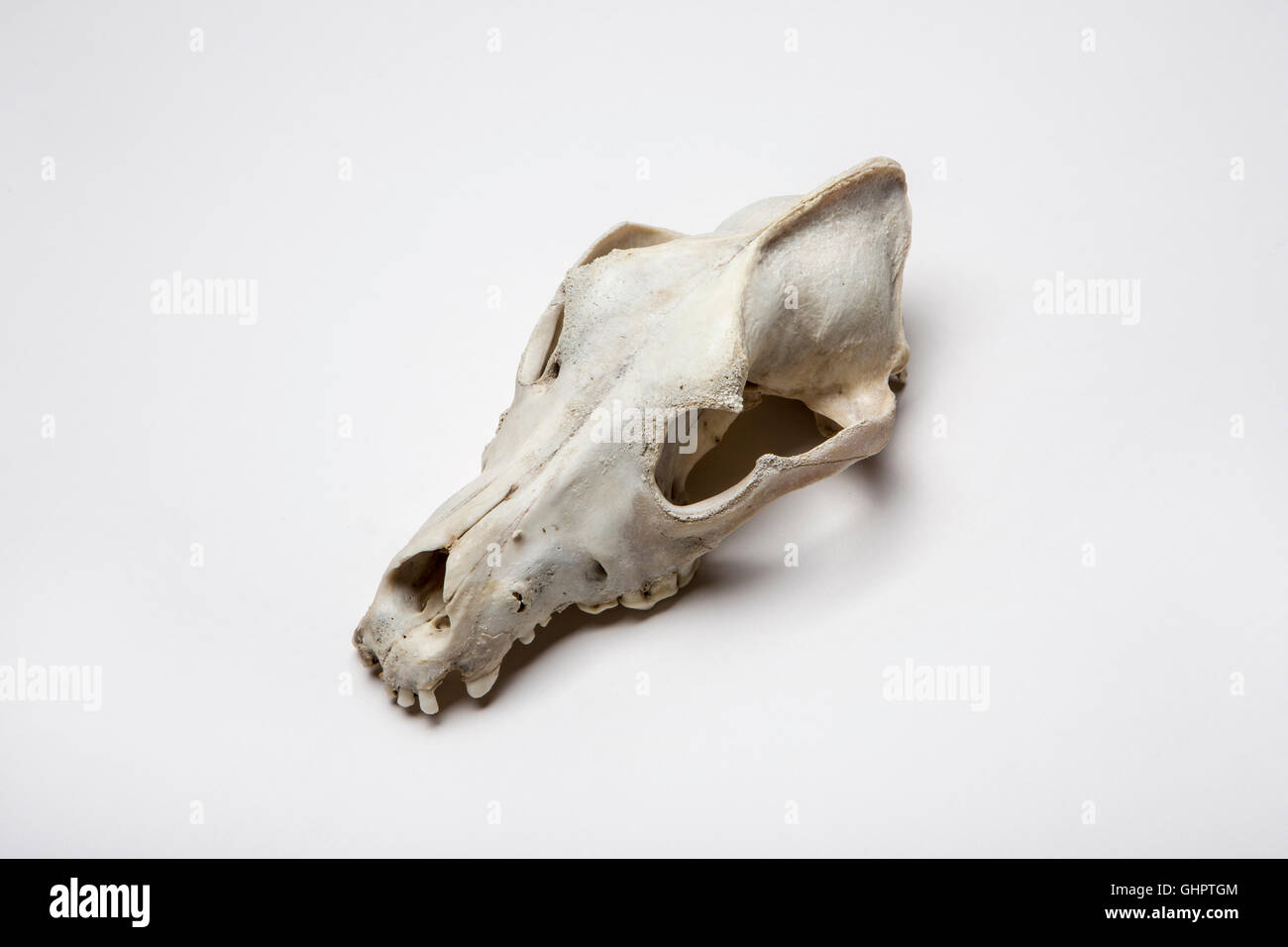 An animal skull Stock Photo - Alamy