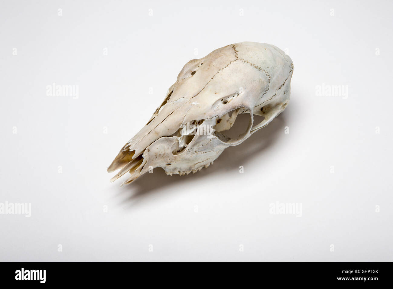 An animal skull Stock Photo - Alamy