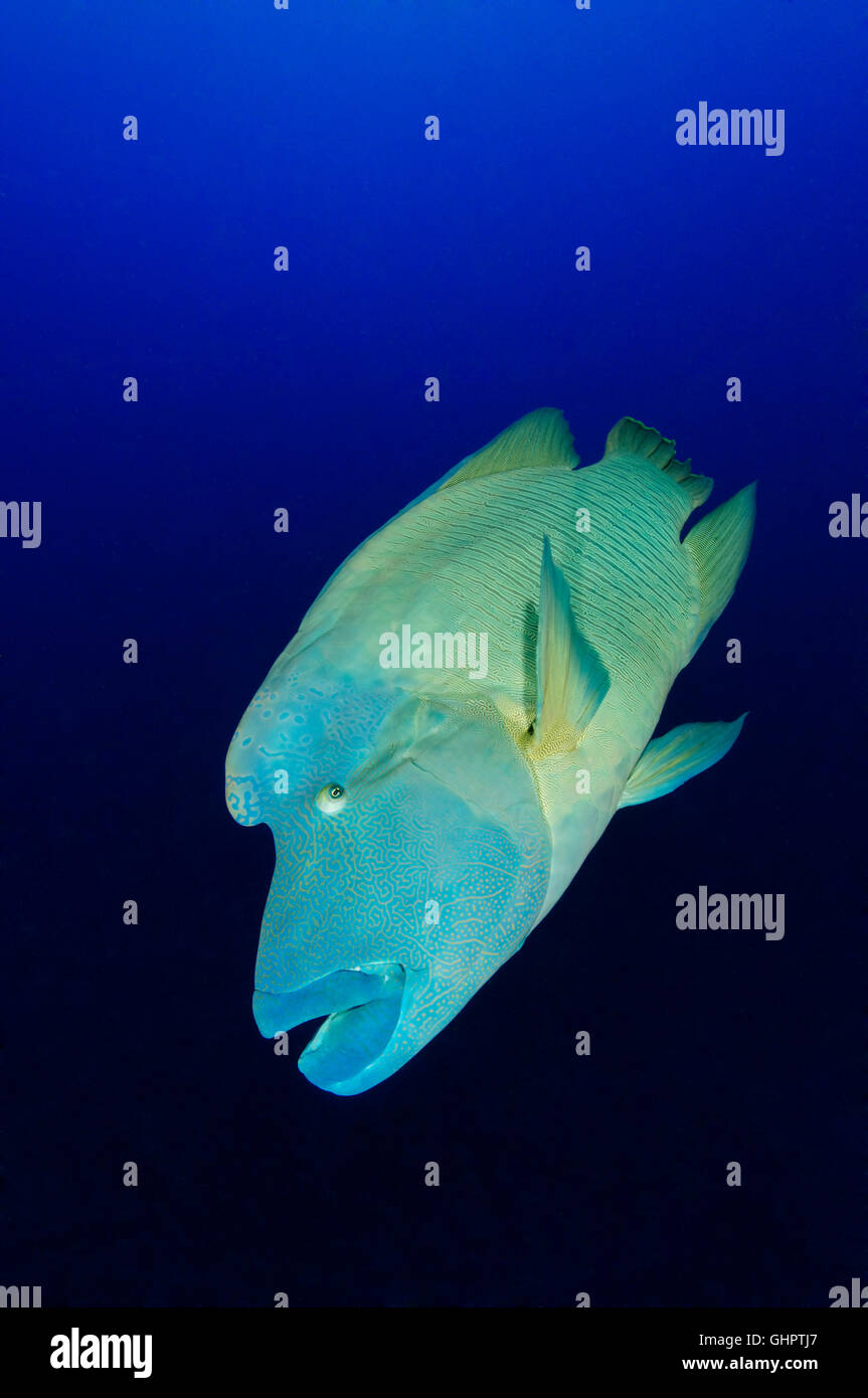 Cheilinus undulatus, Humphead wrasse, Napoleon Fish or Wrasse, Little ...