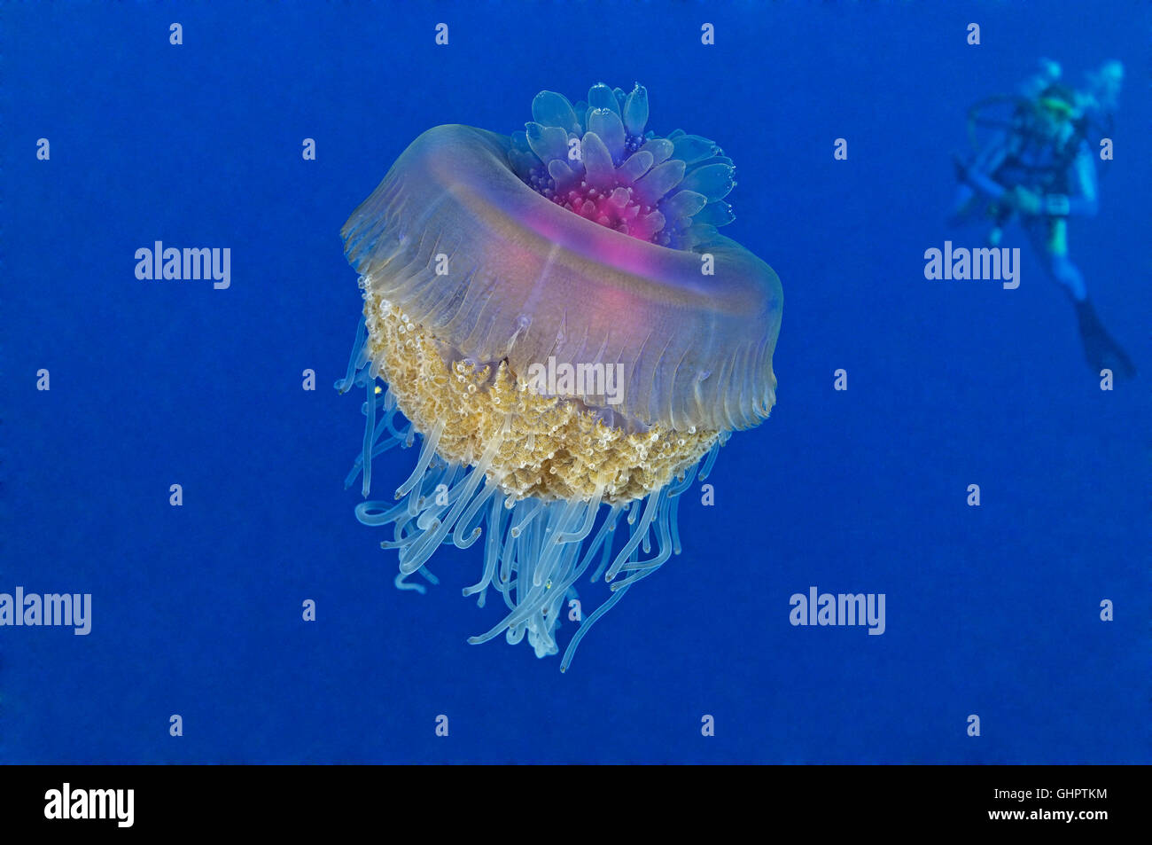 Netrostoma setouchianum, Crown Jellyfish and scuba diver, Little ...