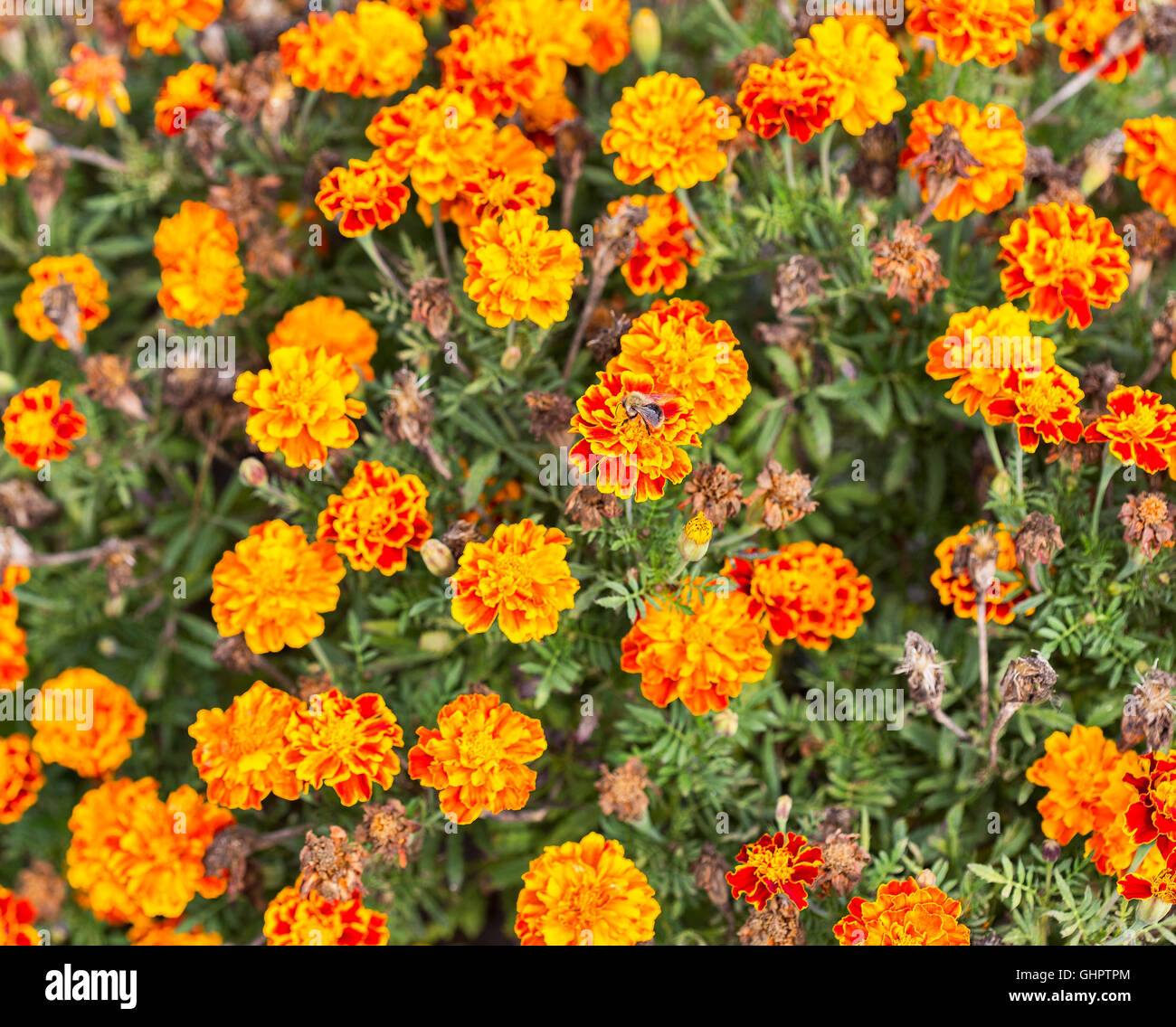 Mexican orange aztec gold hi-res stock photography and images - Alamy