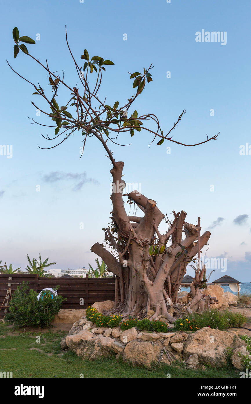 Old ficus tree trunk on the sea beach at sunset Stock Photo - Alamy