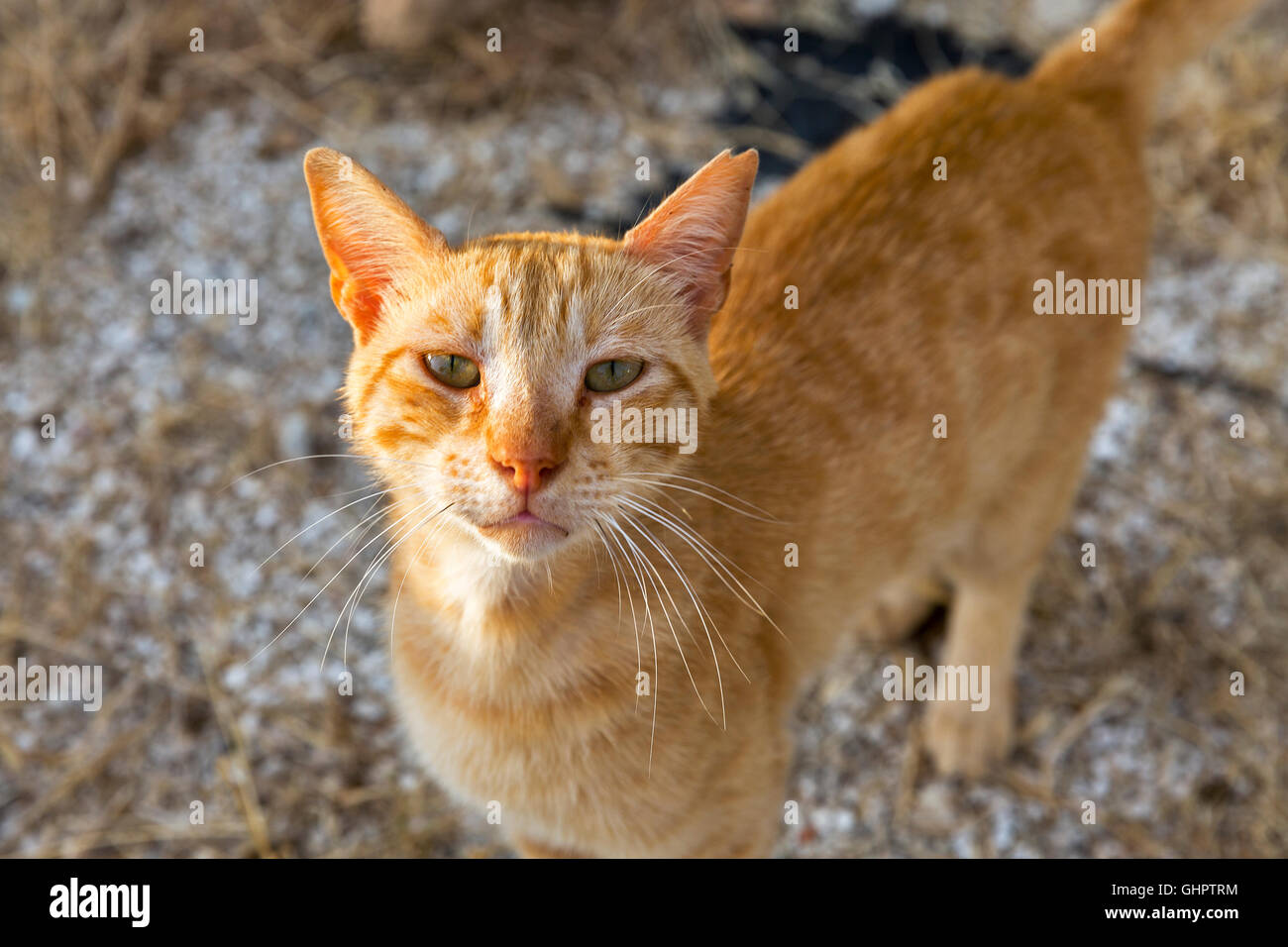Red cat street hi-res stock photography and images - Alamy