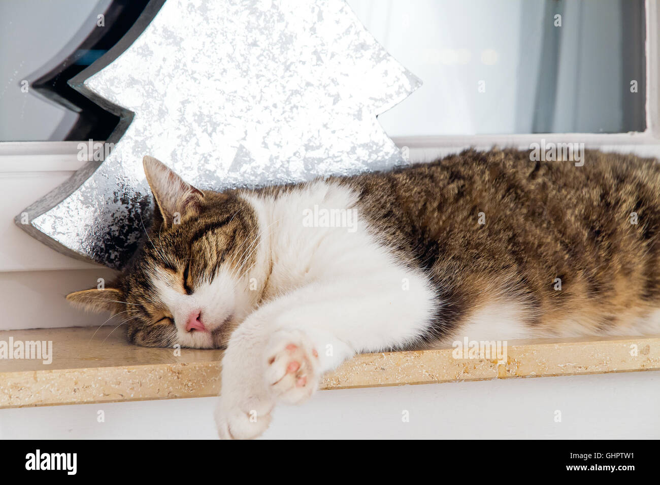 Sleeping cat on a window sill Stock Photo - Alamy