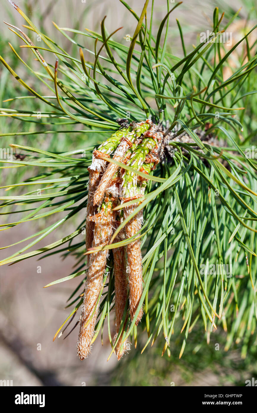 young pine ( Pinus sylvestris ) closeup Stock Photo - Alamy