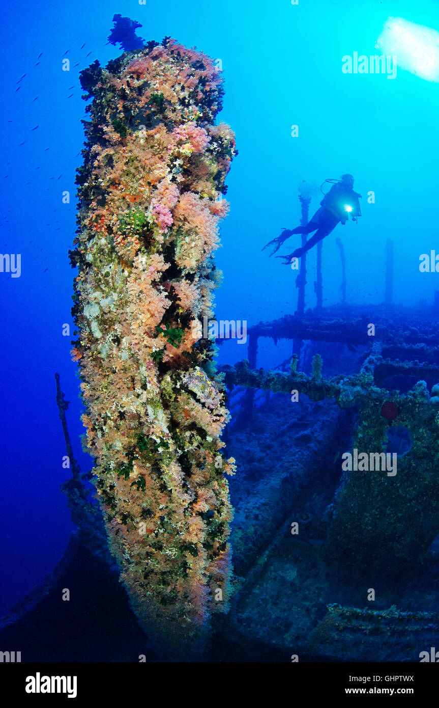 Shipwreck Numidia, scuba diver on ship wreck, Brother Islands, Brothers ...