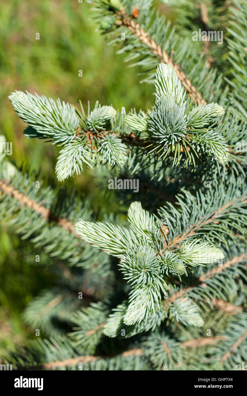 Young branch of the small blue spruce closeup Stock Photo - Alamy