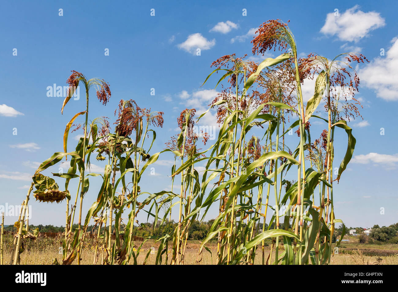 sorghum growing against blue sky closeup Stock Photo - Alamy