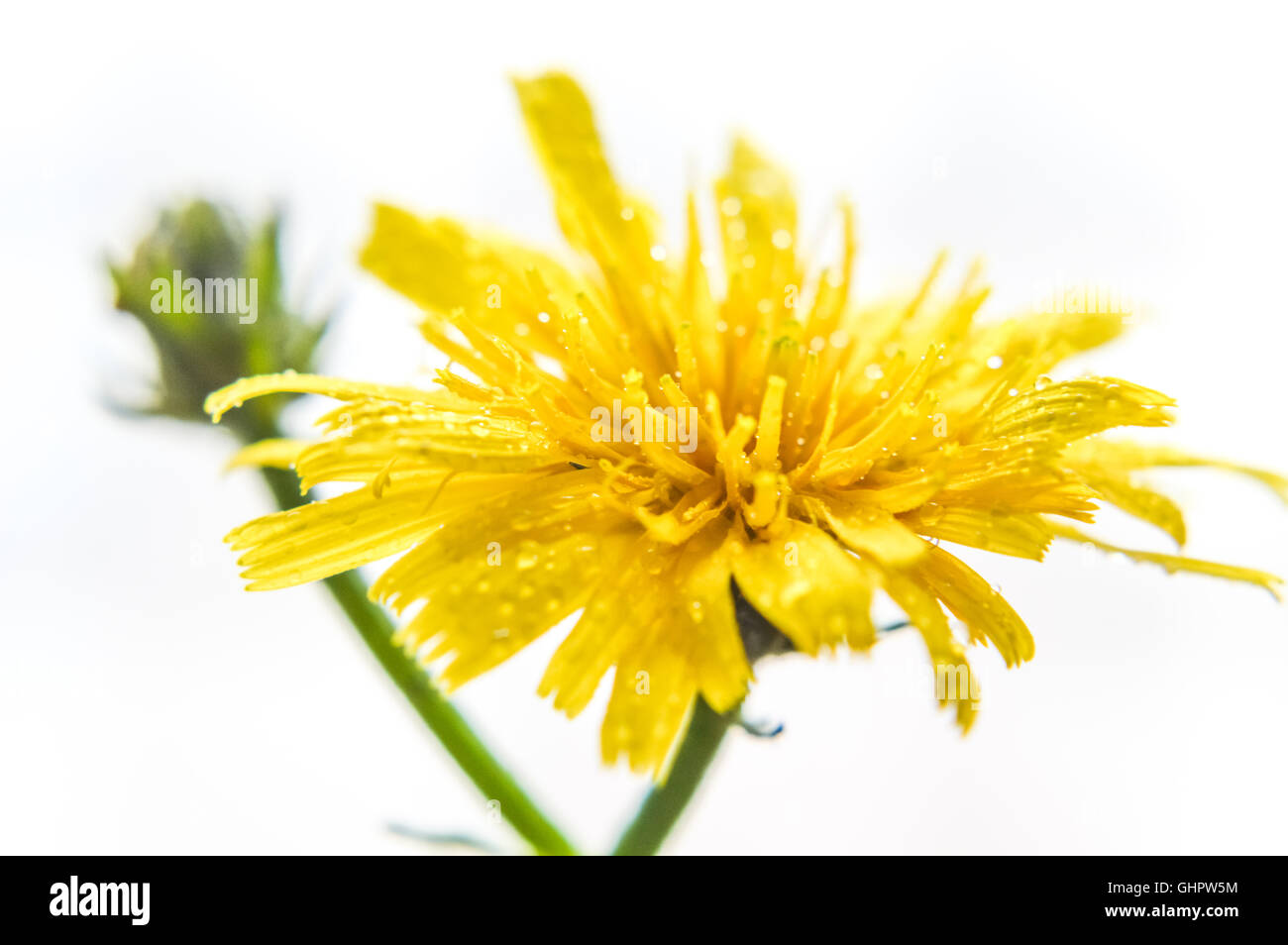 yellow Hawkweed flower macro with dew drops Stock Photo - Alamy