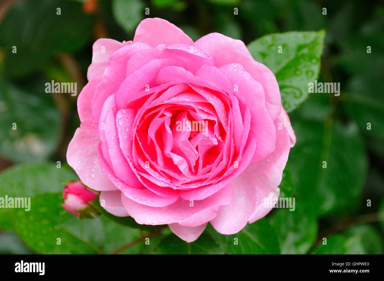 pink rose with rain drops Stock Photo - Alamy