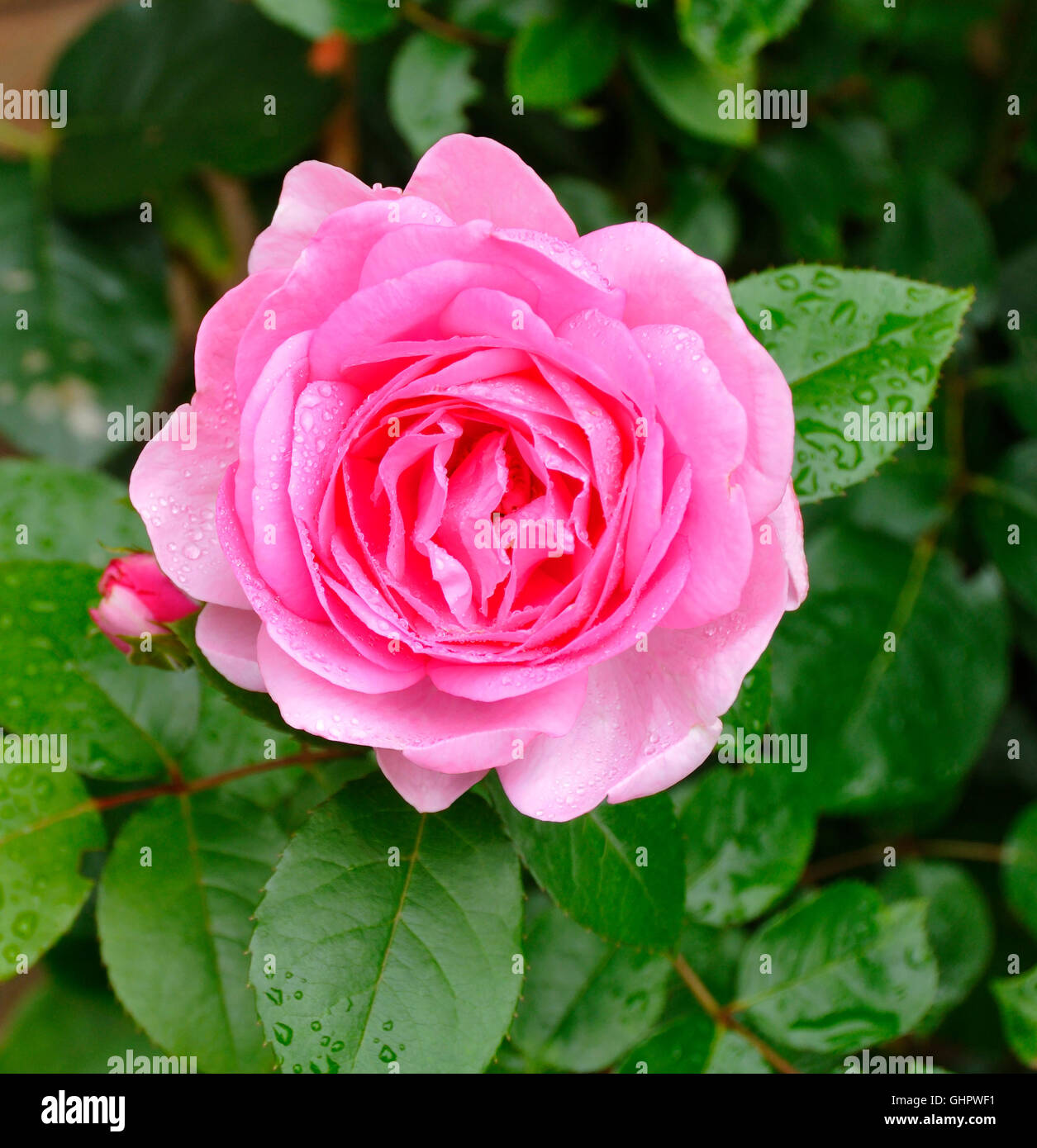 pink rose with rain drops Stock Photo - Alamy