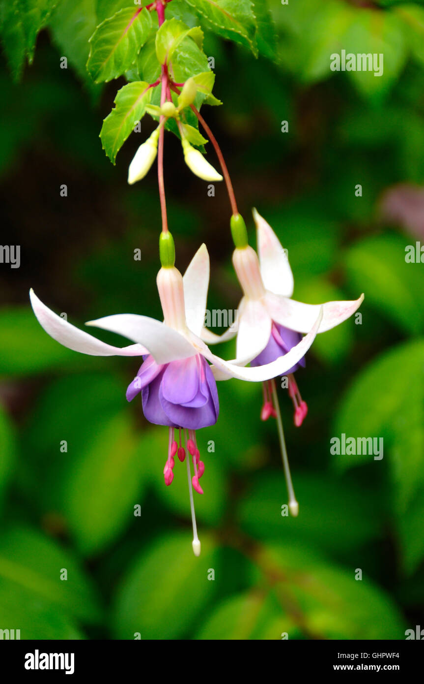 Fuschia flowers growing in the garden Stock Photo - Alamy