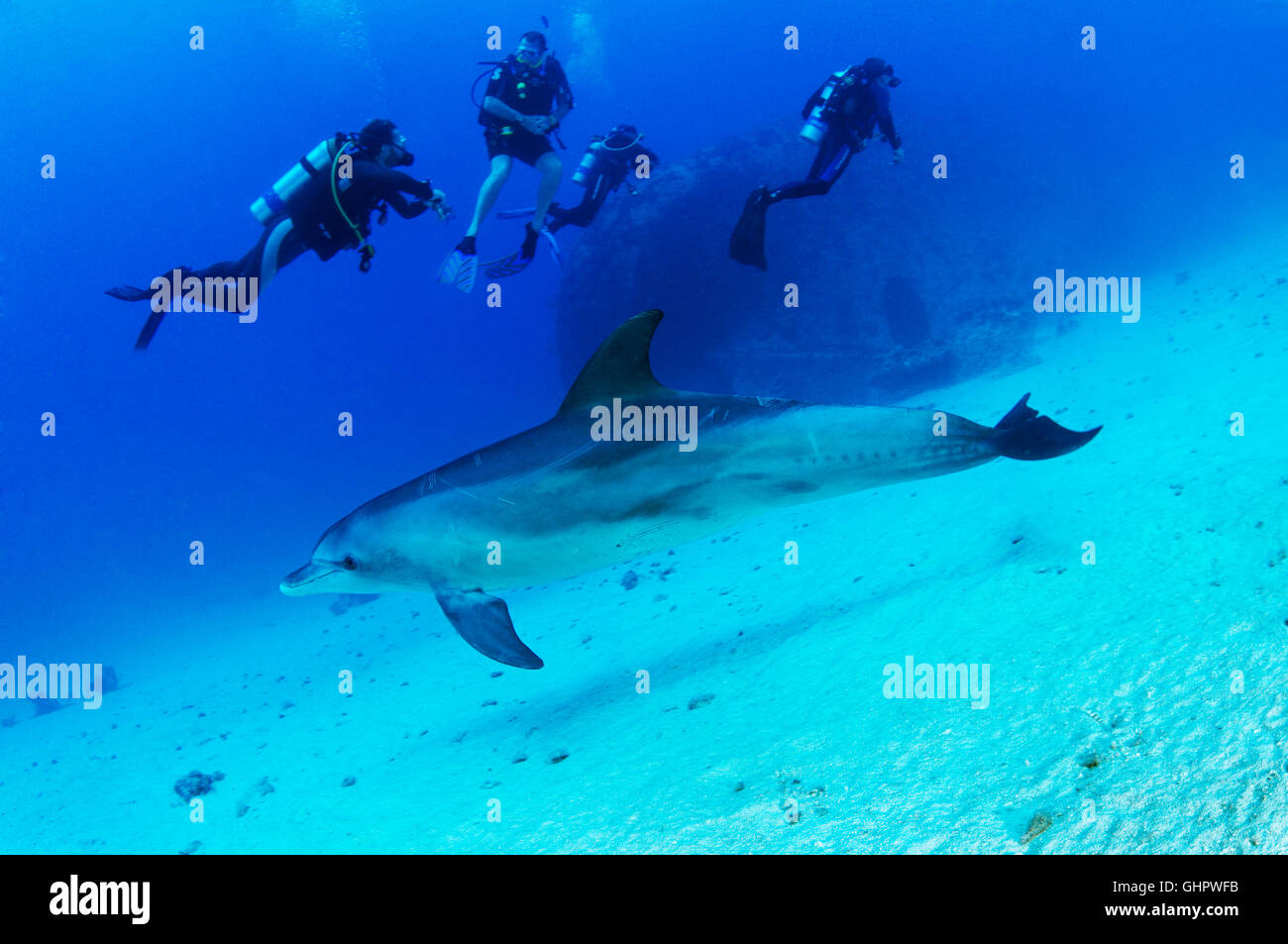 Tursiops aduncus, Indian Ocean bottlenose dolphin and scuba diver ...