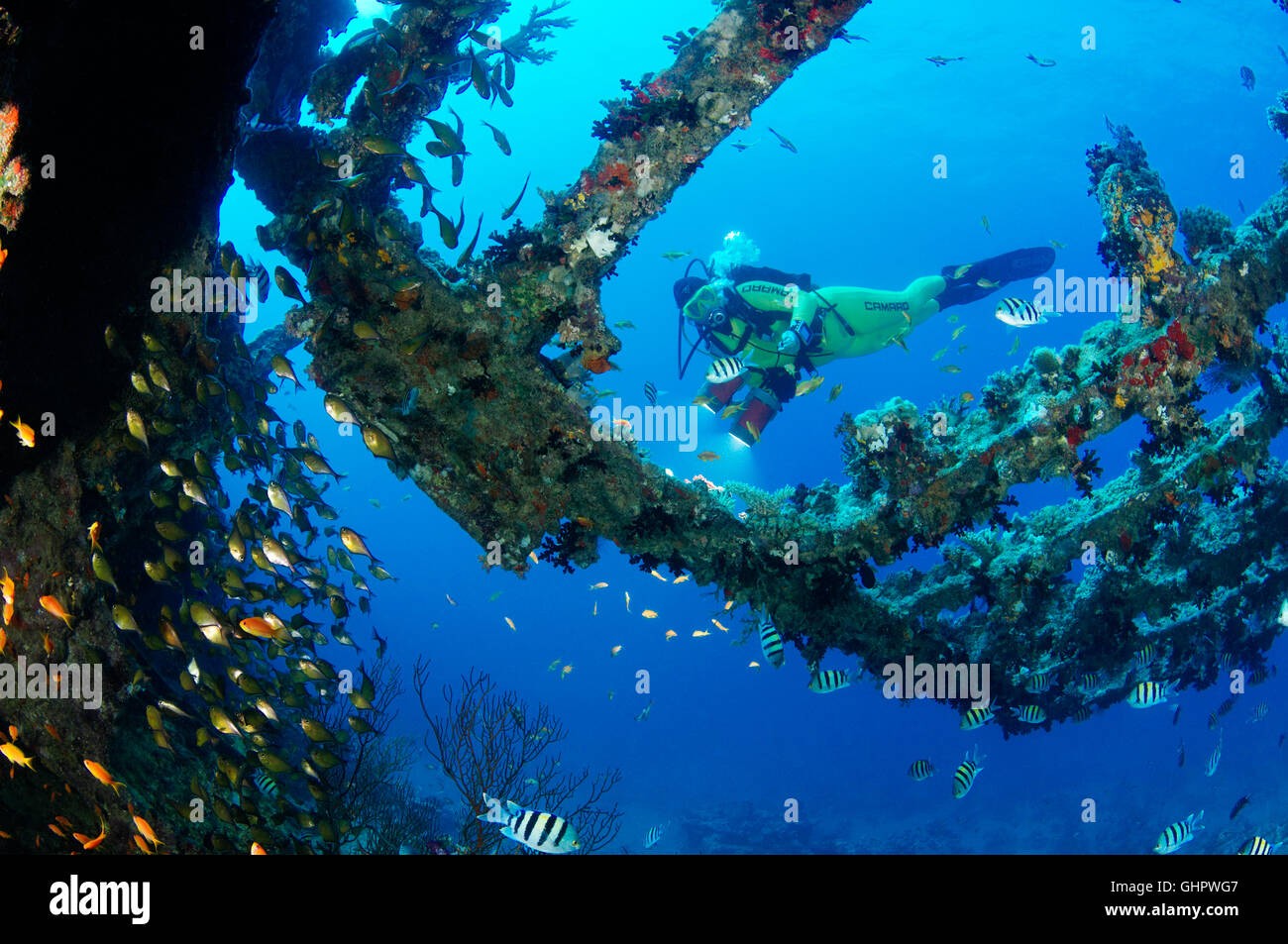 Shipwreck SS Ulysses and scuba diver inside ship wreck, Straot of Gubal ...