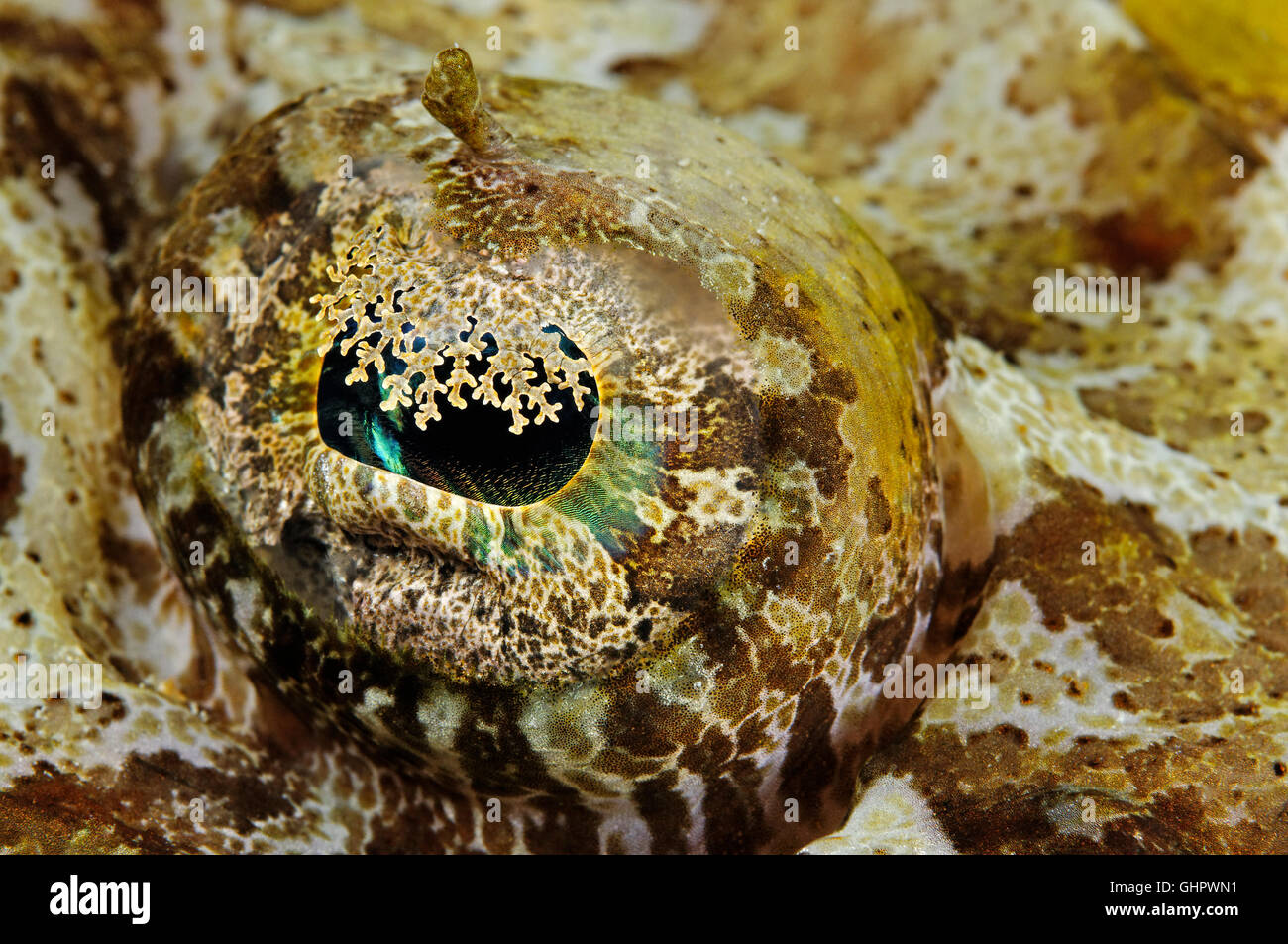 Papilloculiceps longiceps, Eye with Pupil from Tentacled flathead ...