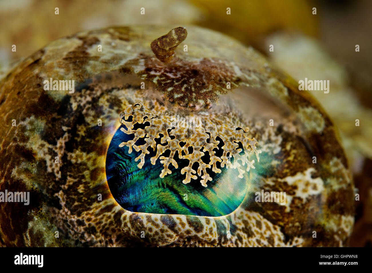 Rogadius tentaculatus hi-res stock photography and images - Alamy