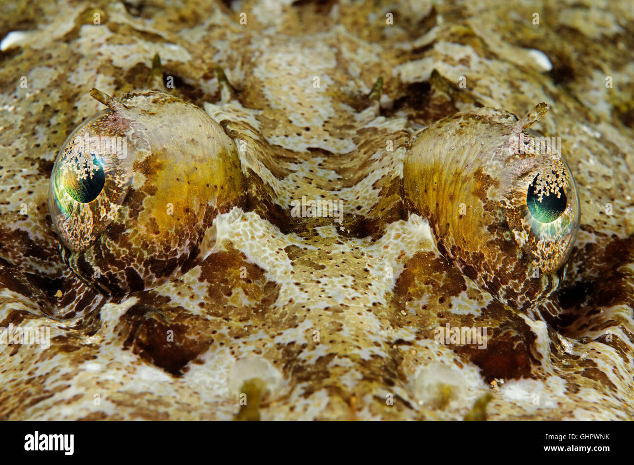 Flathead hi-res stock photography and images - Alamy