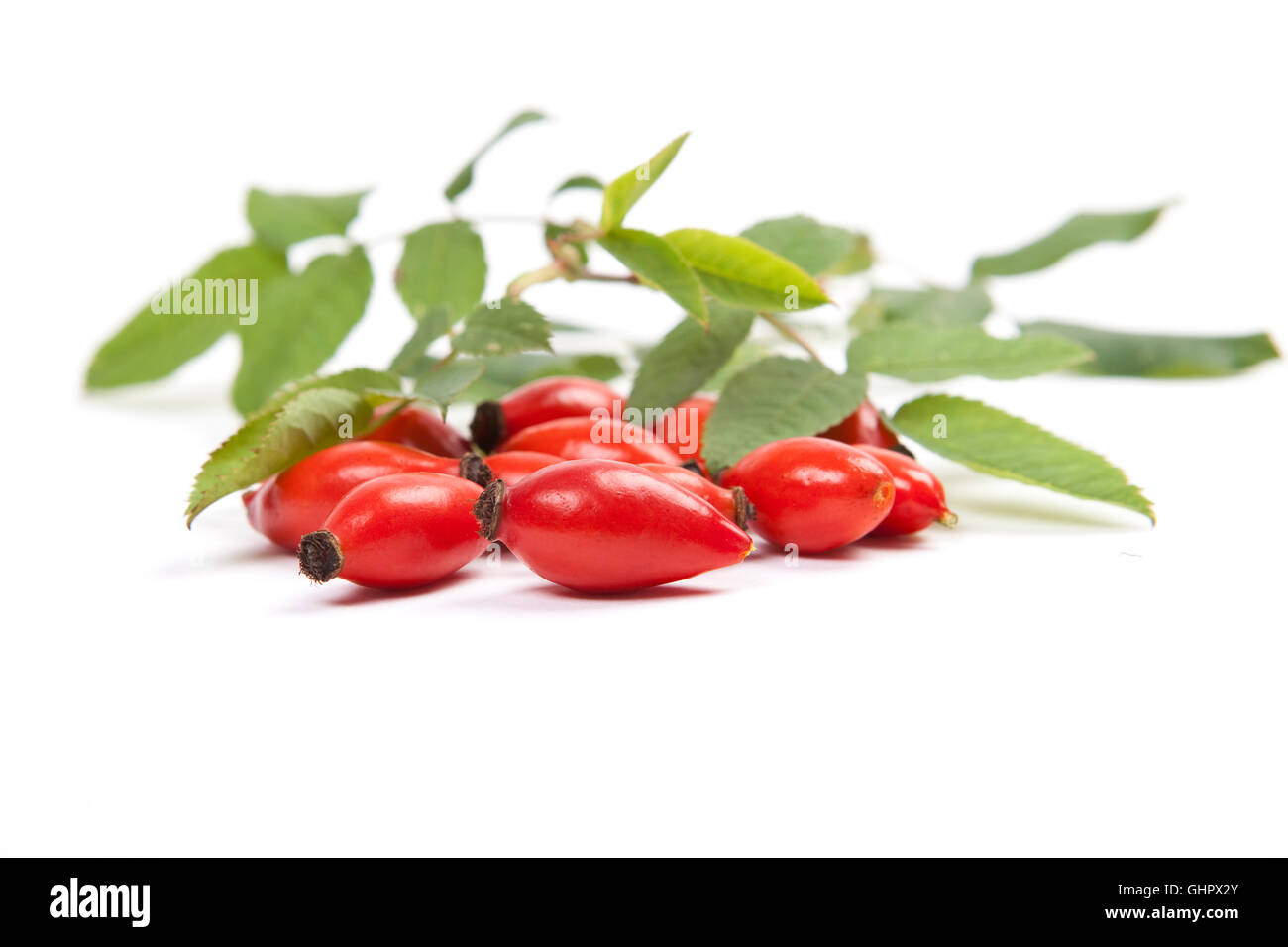 Wild rosehip Cut Out Stock Images & Pictures - Alamy