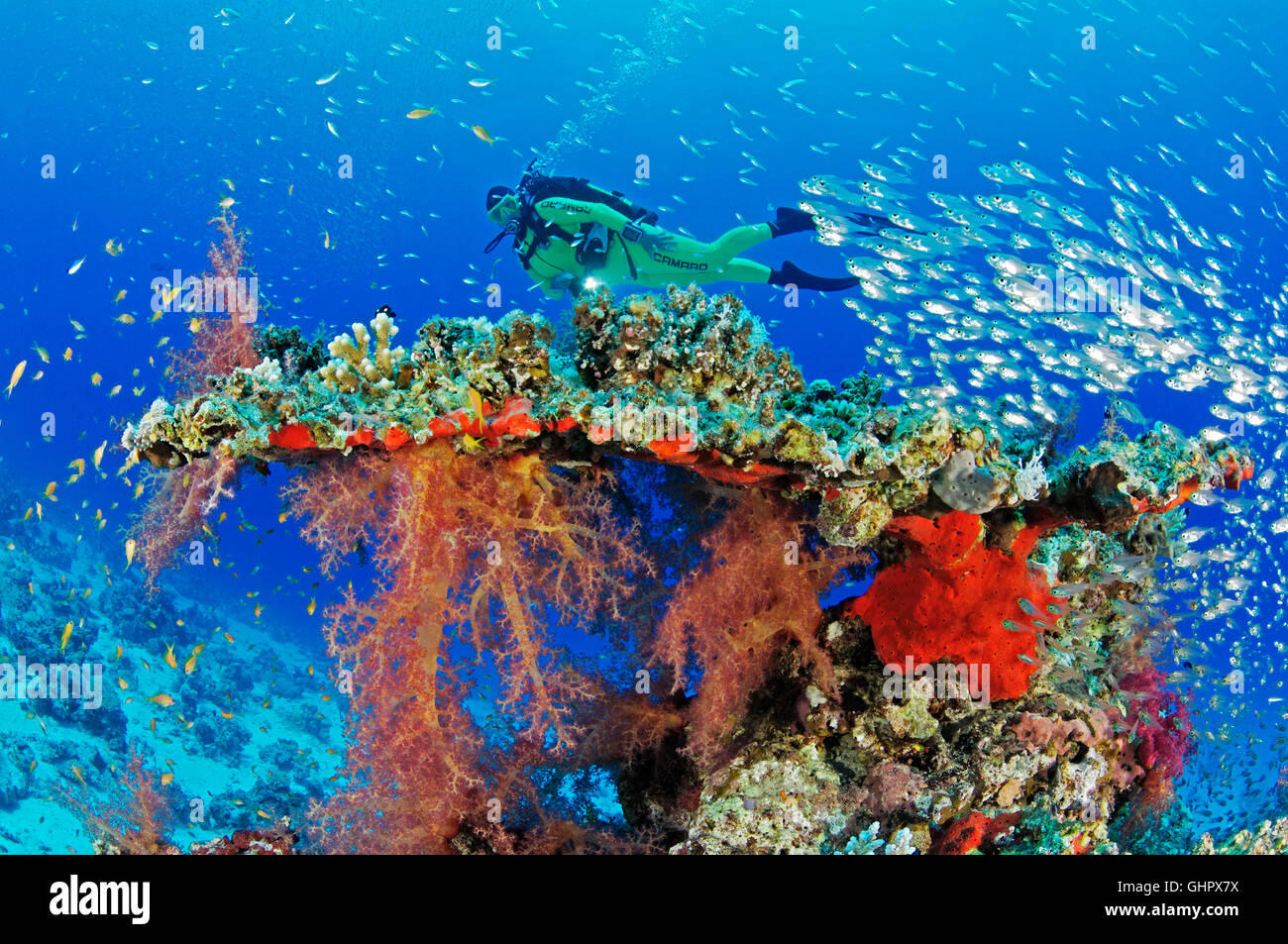 Coral reef with Hemprichs Red Soft Tree Coral and scuba diver, Hurghada ...