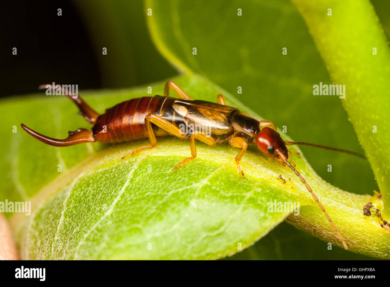 A male European Earwig (Forficula auricularia) on a Milkweed plant leaf ...